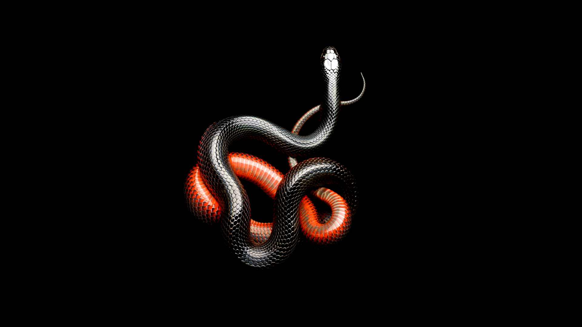 Snake PC Wallpapers - Wallpaper Cave