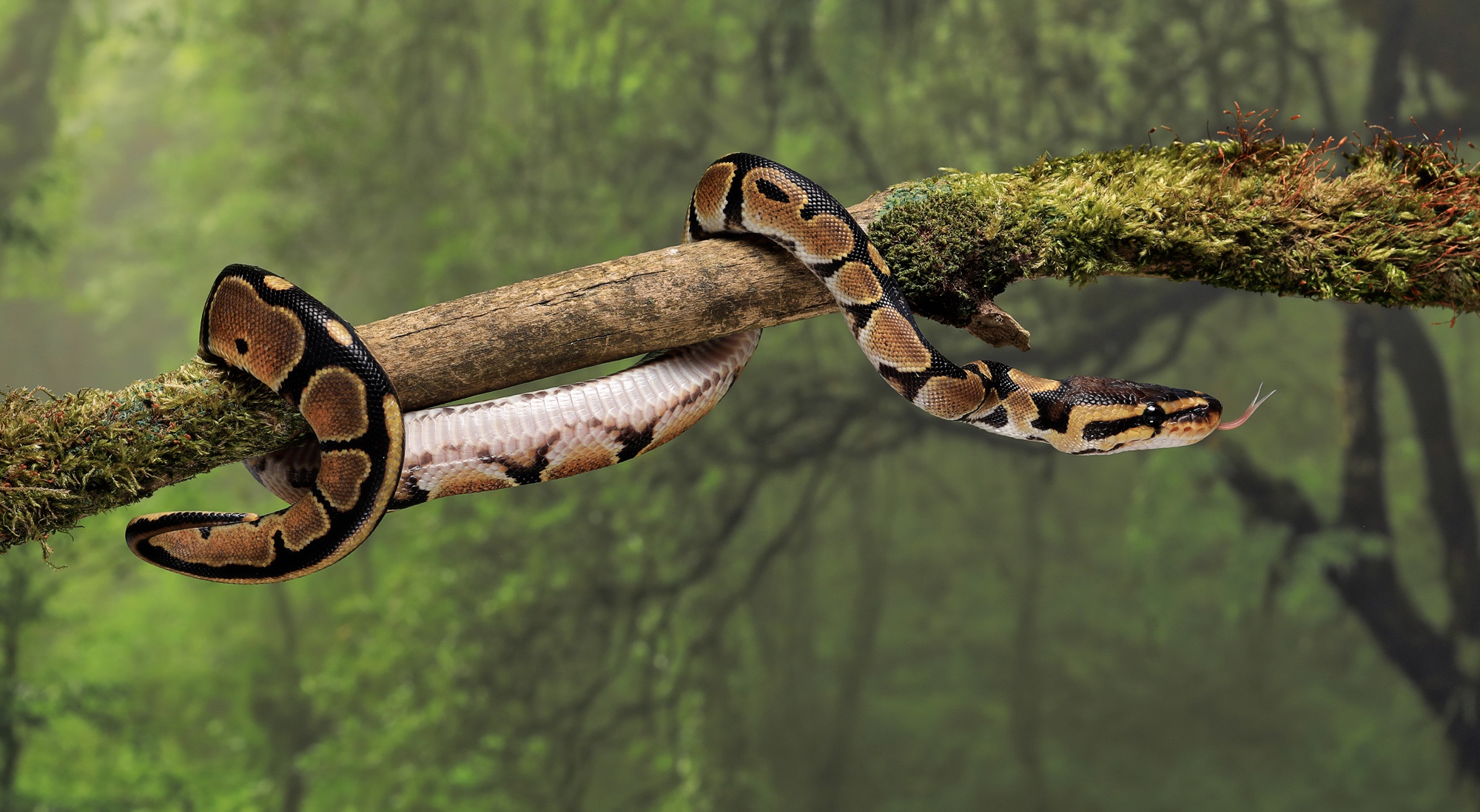 Snake PC Wallpapers - Wallpaper Cave