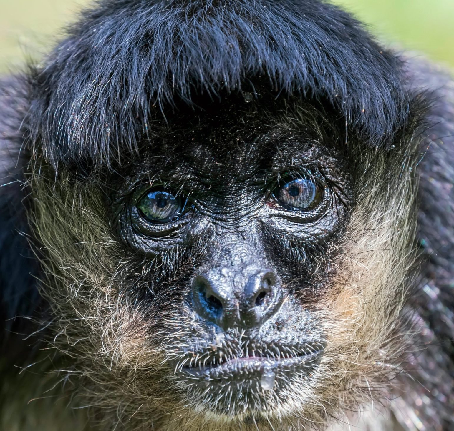 Monkeys Mexico Wallpapers - Wallpaper Cave