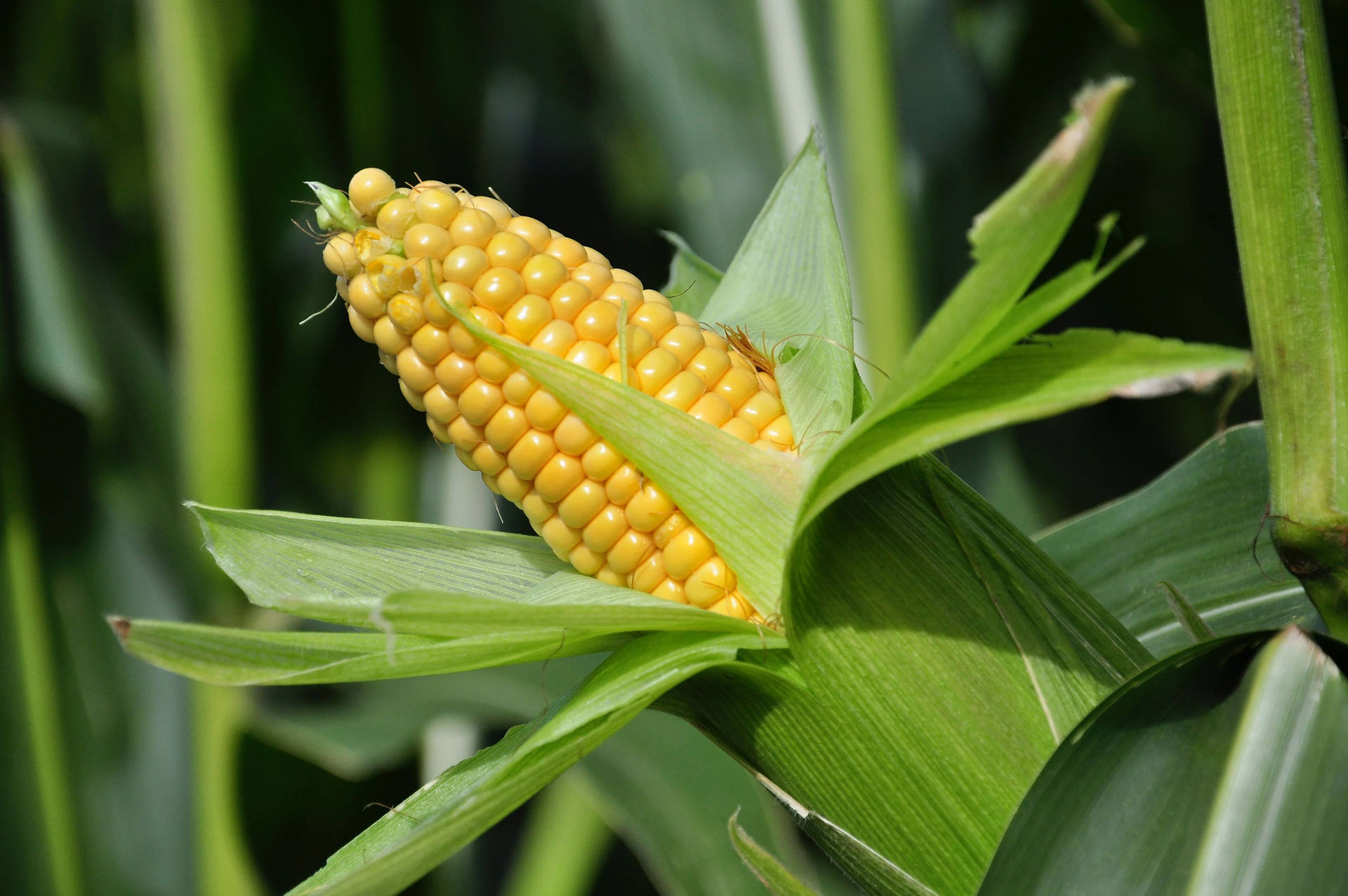 Baby Corn Wallpapers - Wallpaper Cave