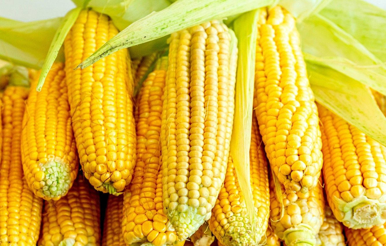 Baby Corn Wallpapers - Wallpaper Cave