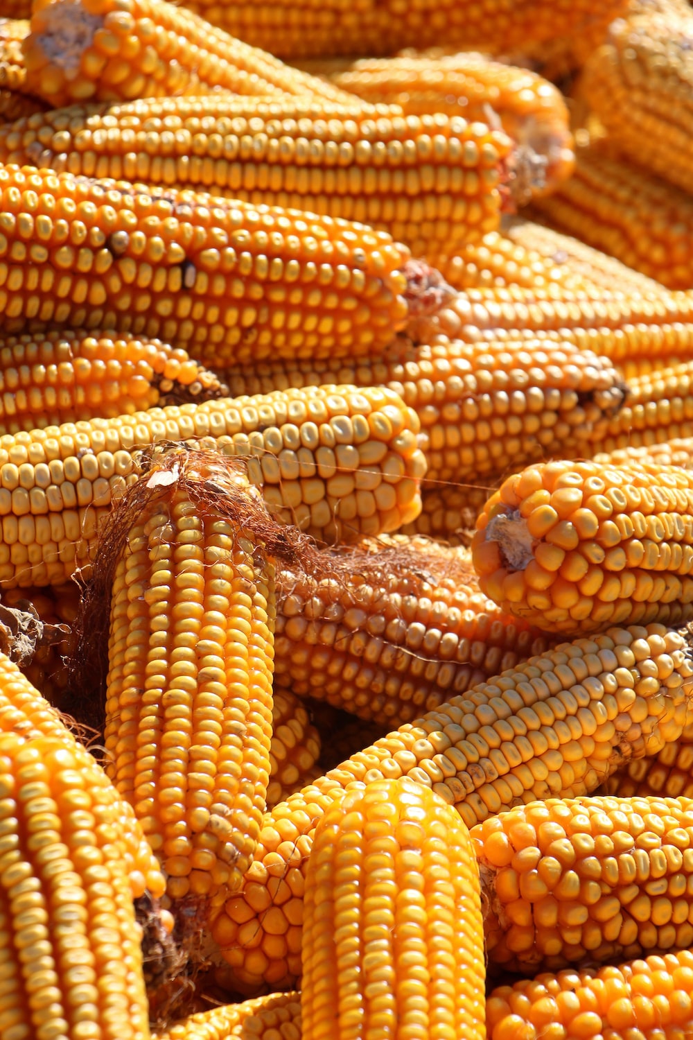 Baby Corn Wallpapers - Wallpaper Cave