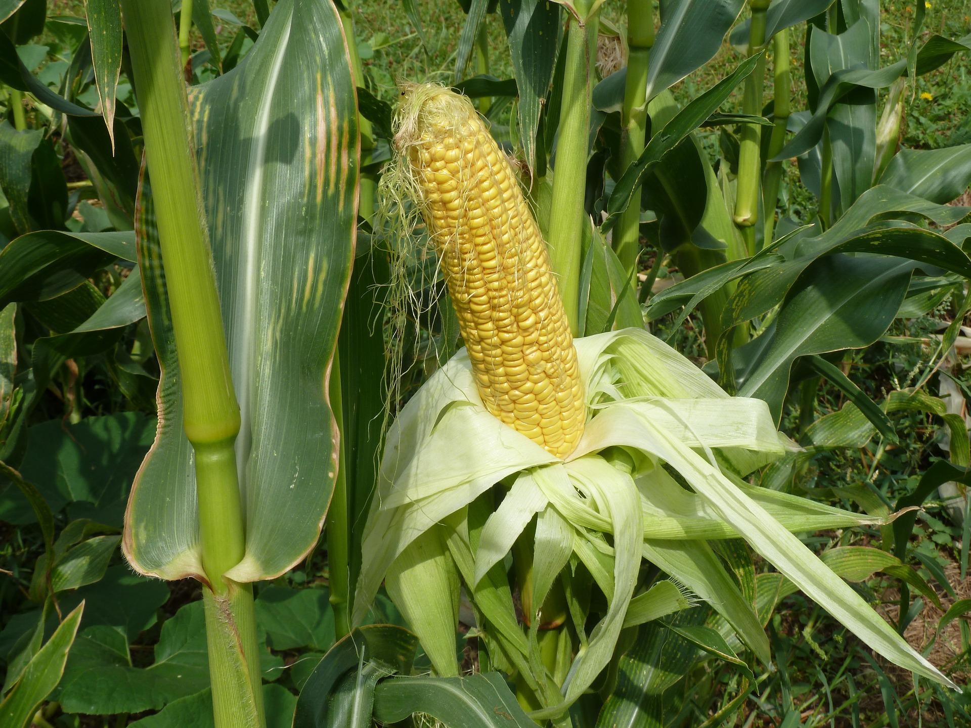 Baby Corn Wallpapers - Wallpaper Cave