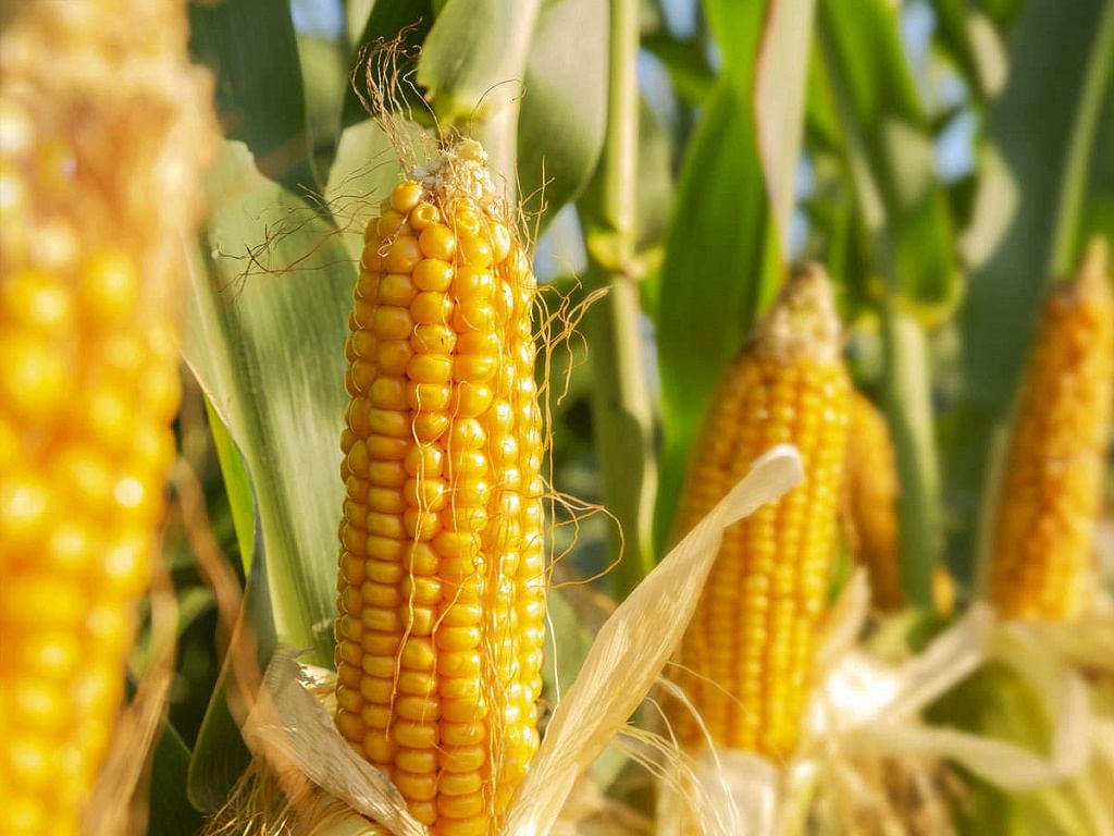 Baby Corn Wallpapers - Wallpaper Cave