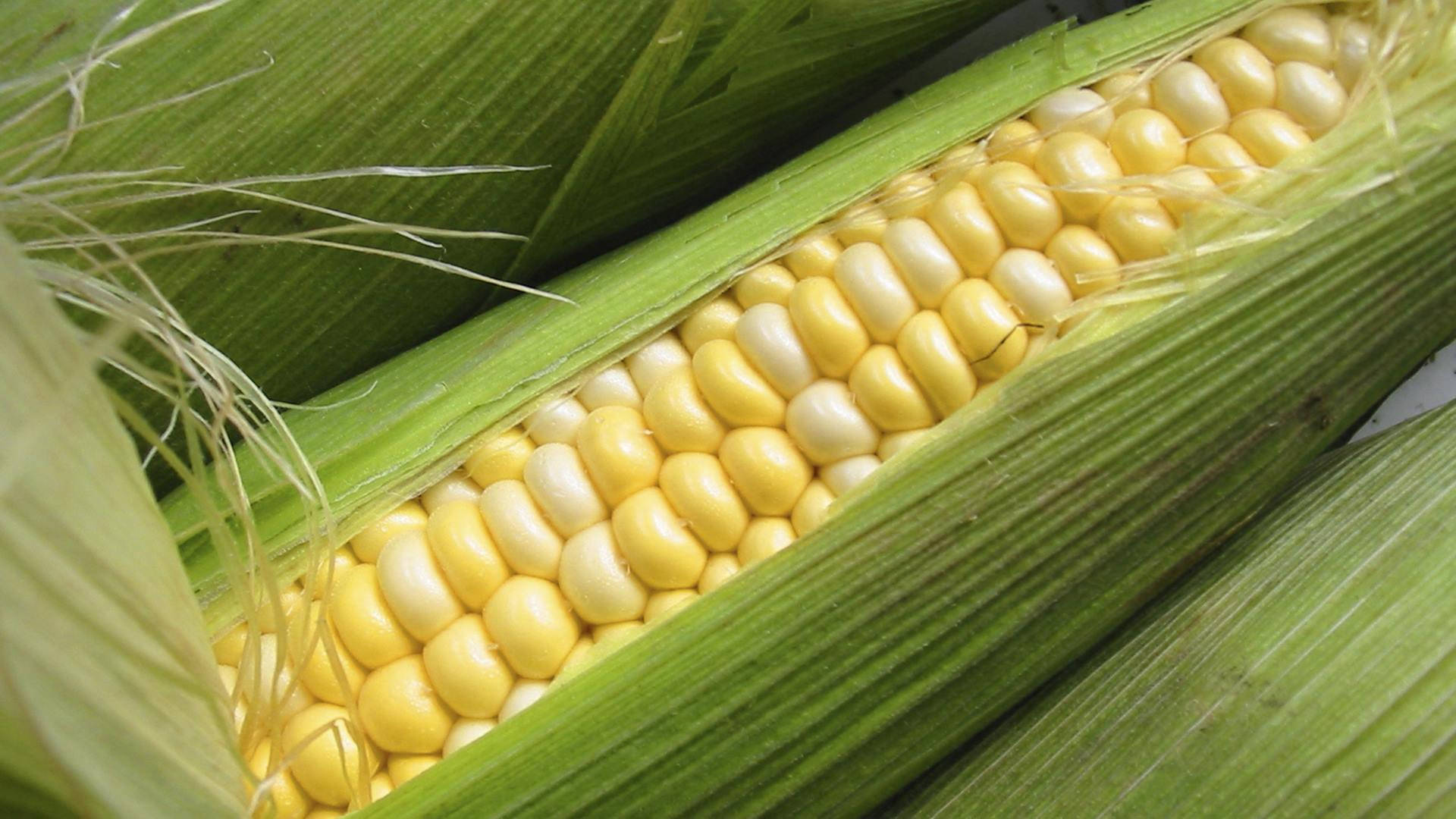 Baby Corn Wallpapers - Wallpaper Cave