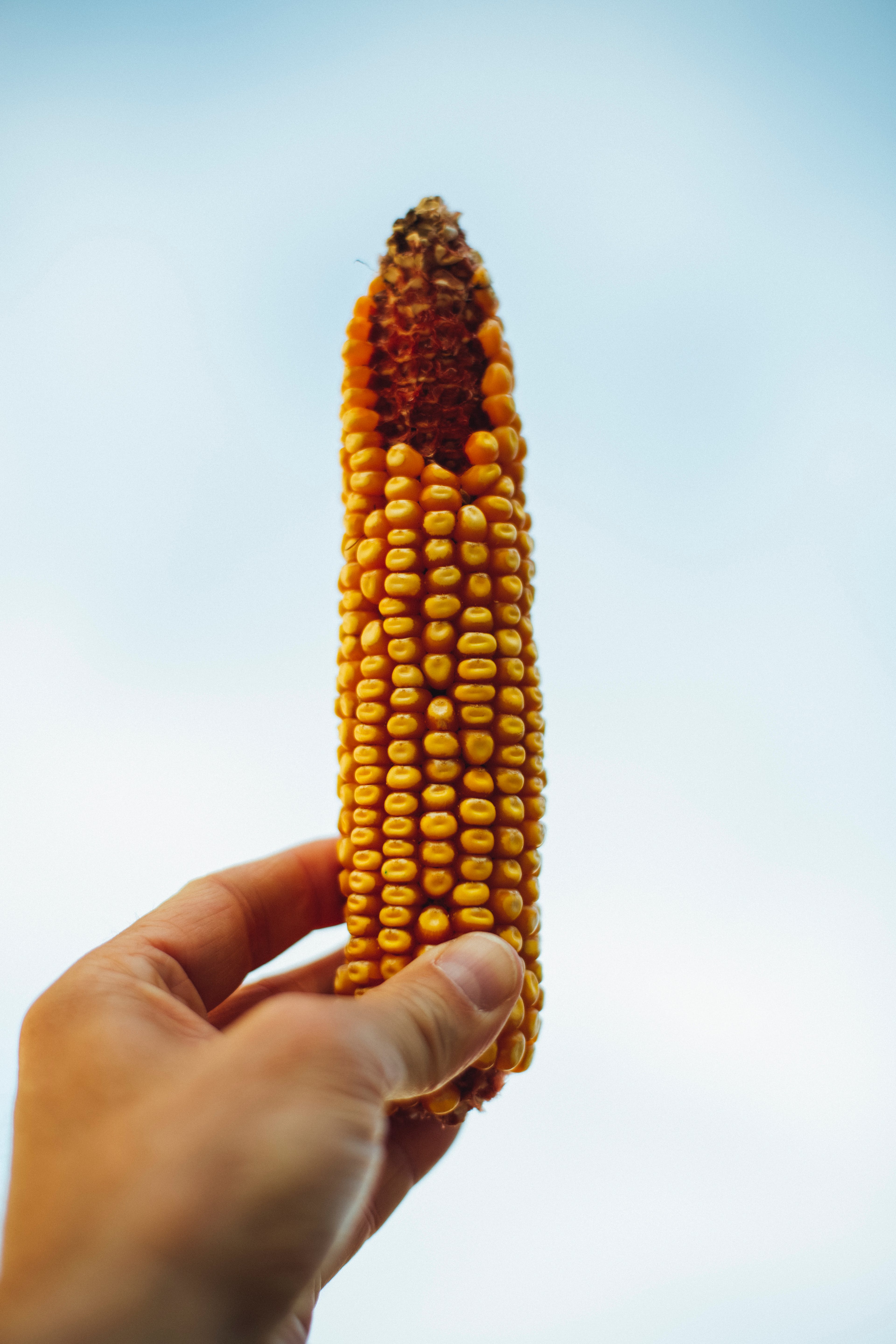 Baby Corn Wallpapers - Wallpaper Cave