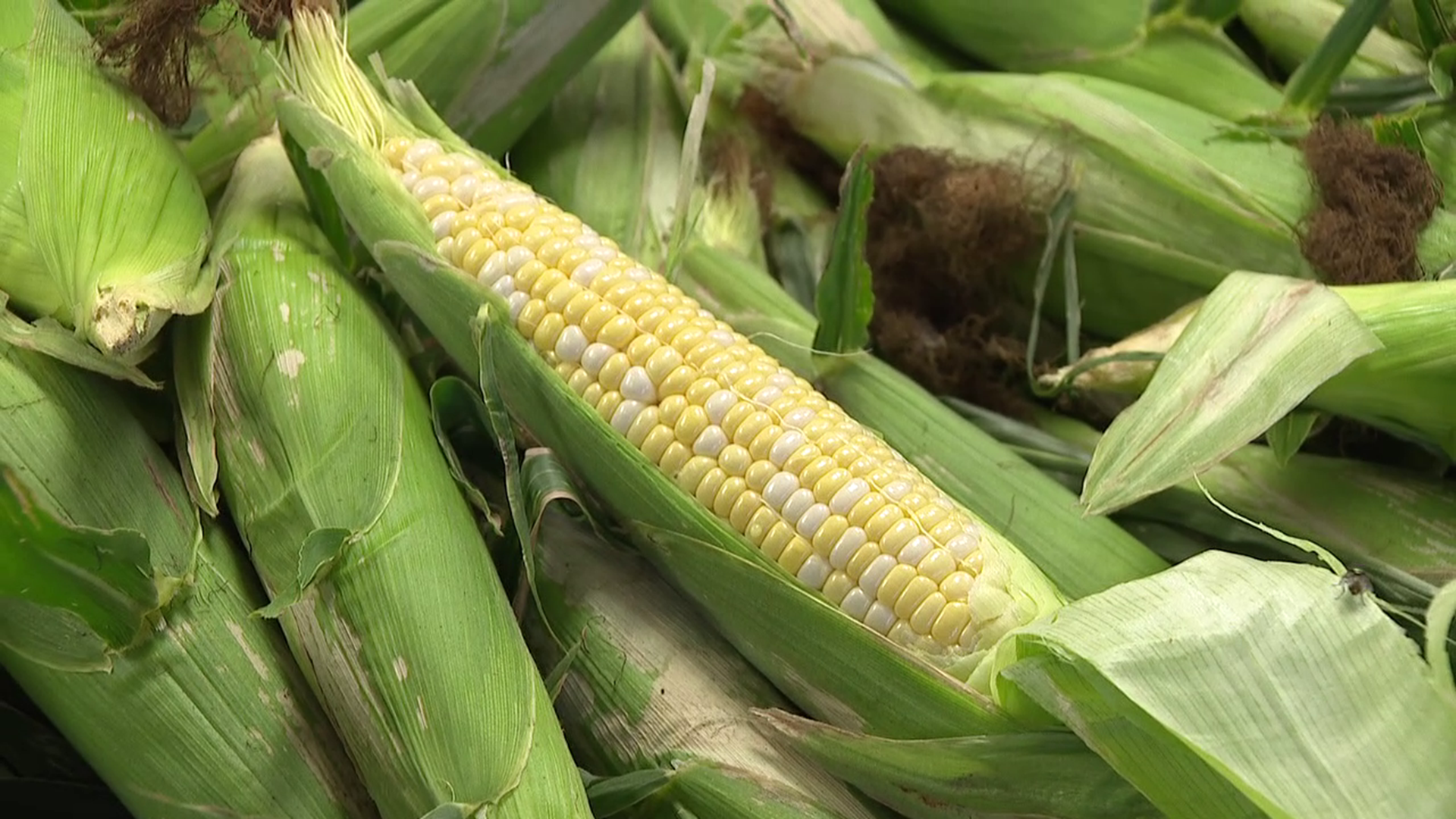 Baby Corn Wallpapers - Wallpaper Cave