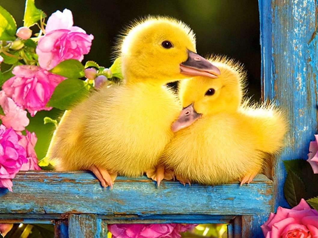 Easter Ducks Wallpapers - Wallpaper Cave
