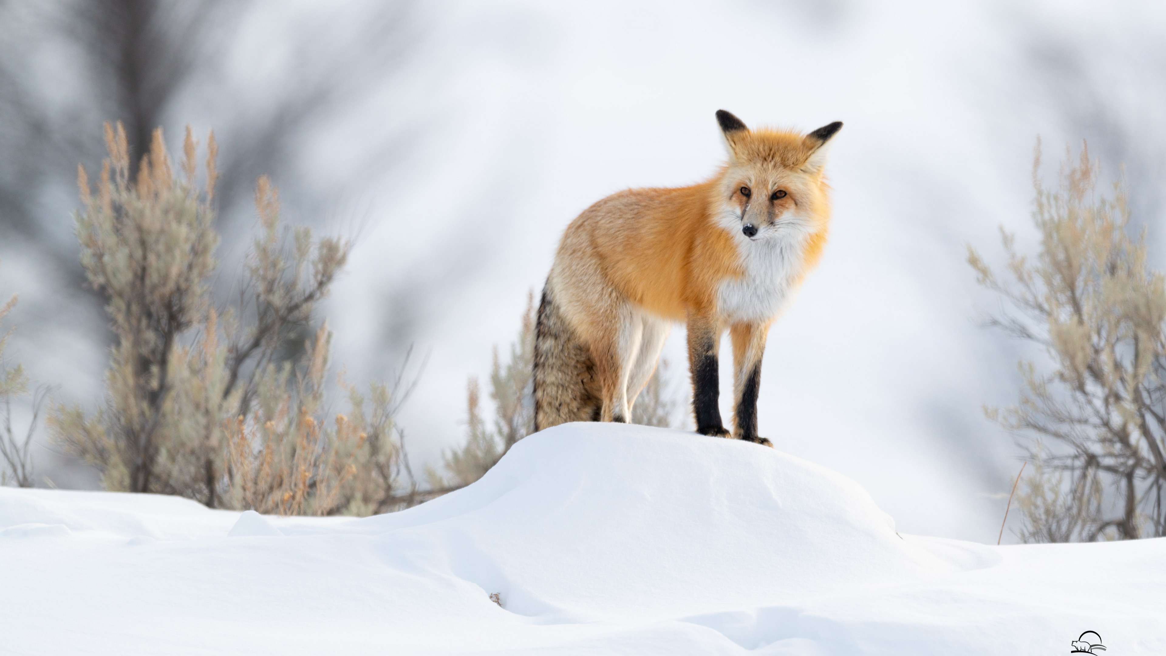 4k Animals Winter Wallpapers - Wallpaper Cave