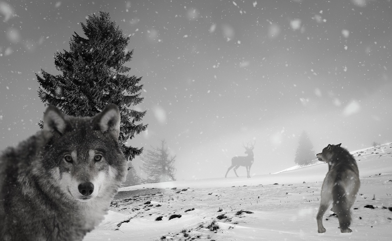 Black And White Winter Wolf Wallpapers - Wallpaper Cave