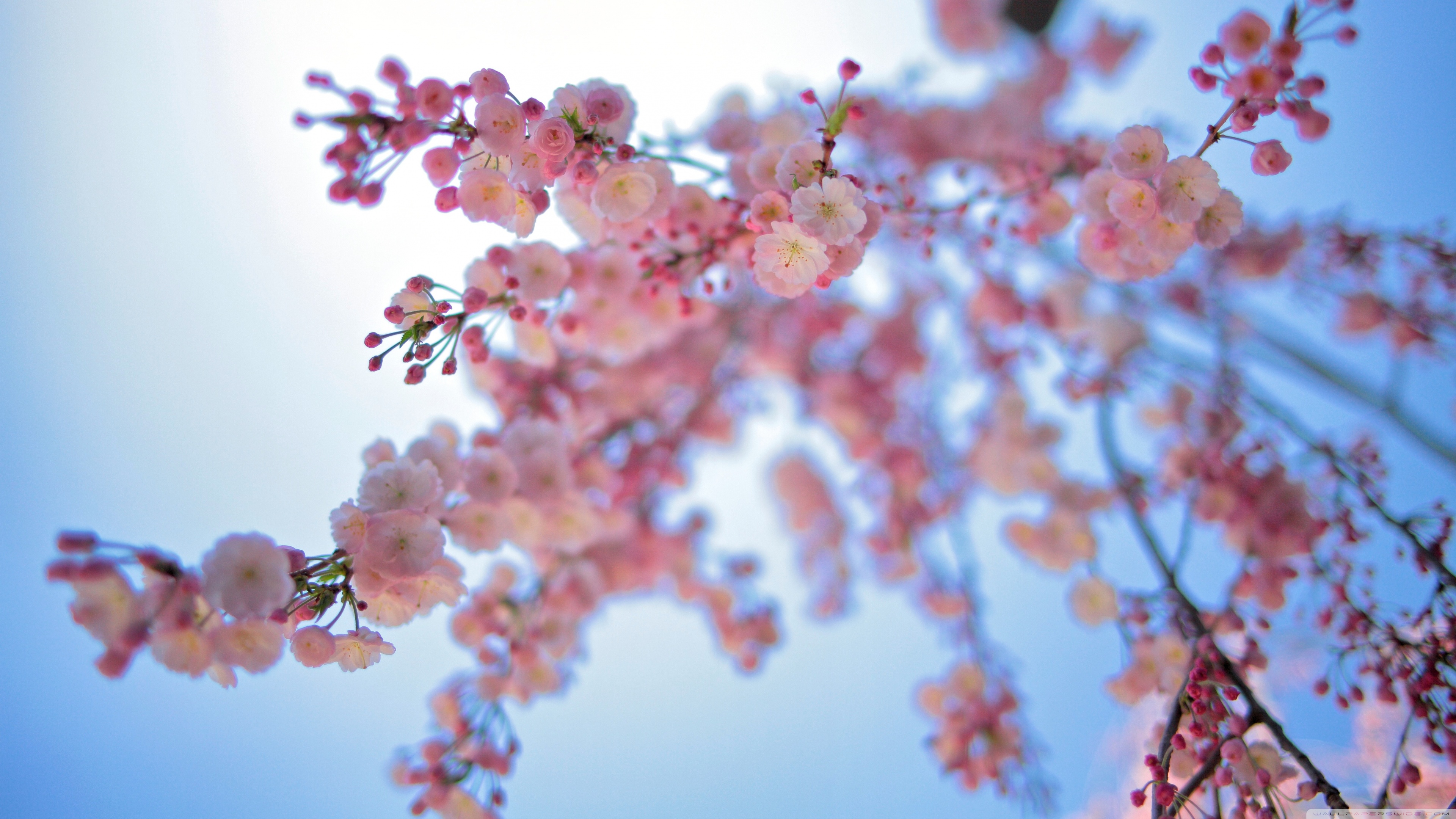 Spring Flower 4k Wallpapers - Wallpaper Cave