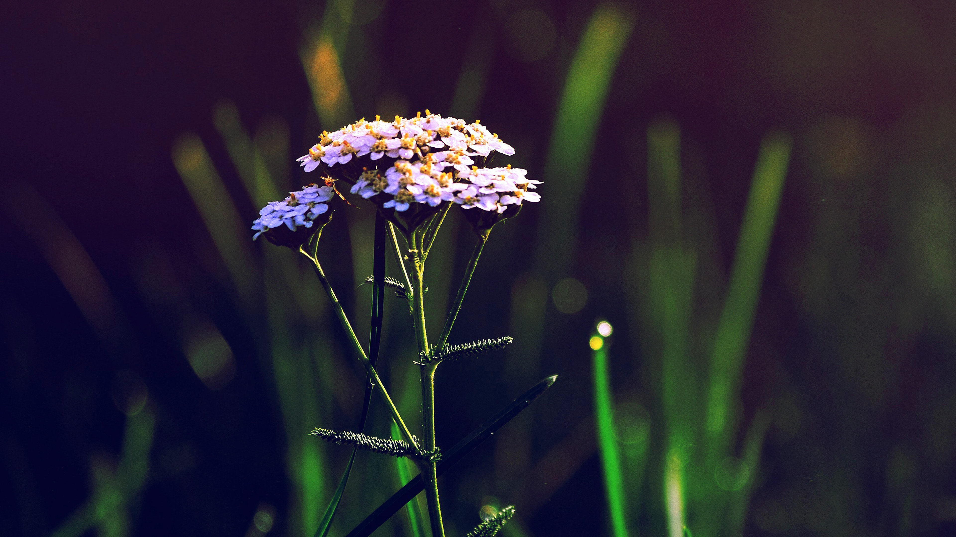 Spring Flower 4k Wallpapers - Wallpaper Cave
