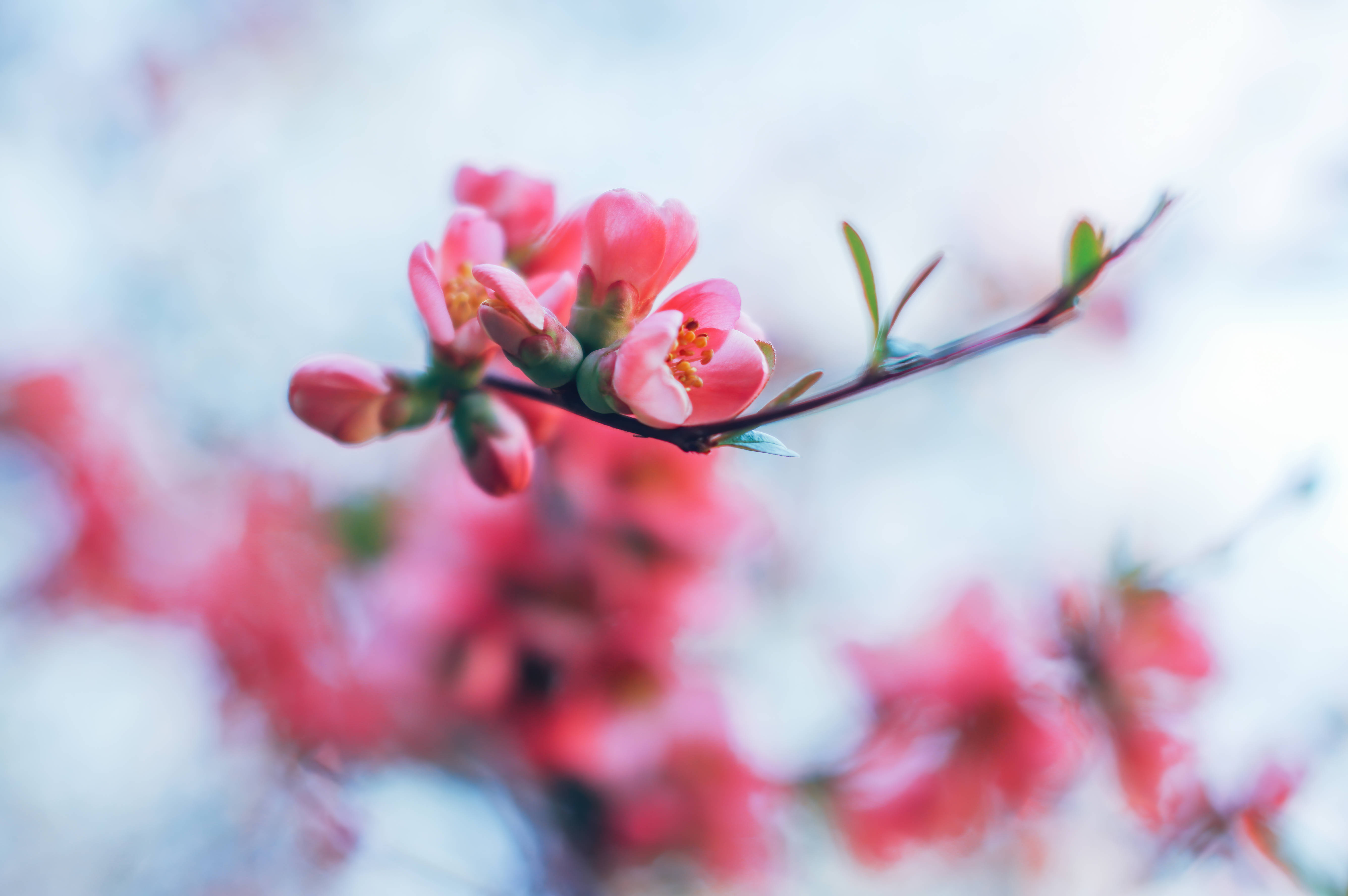 Spring HD Macbook Wallpapers - Wallpaper Cave