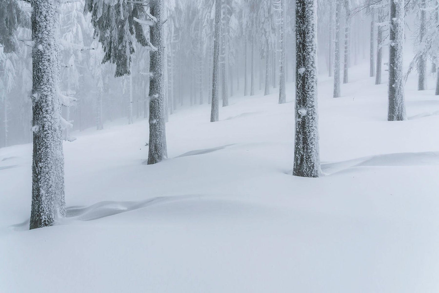 Silver Winter Wallpapers - Wallpaper Cave