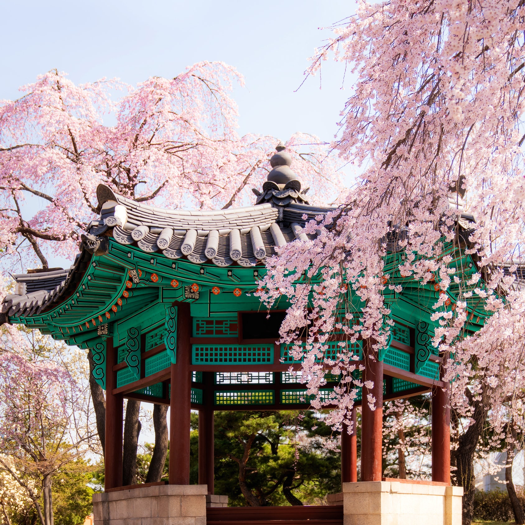 Spring Korea 4k Wallpapers - Wallpaper Cave