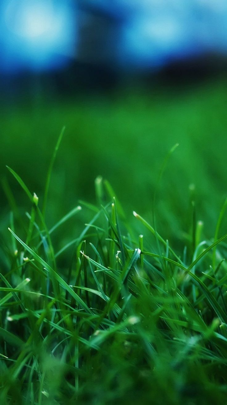 Grass iPhone Wallpapers - Wallpaper Cave