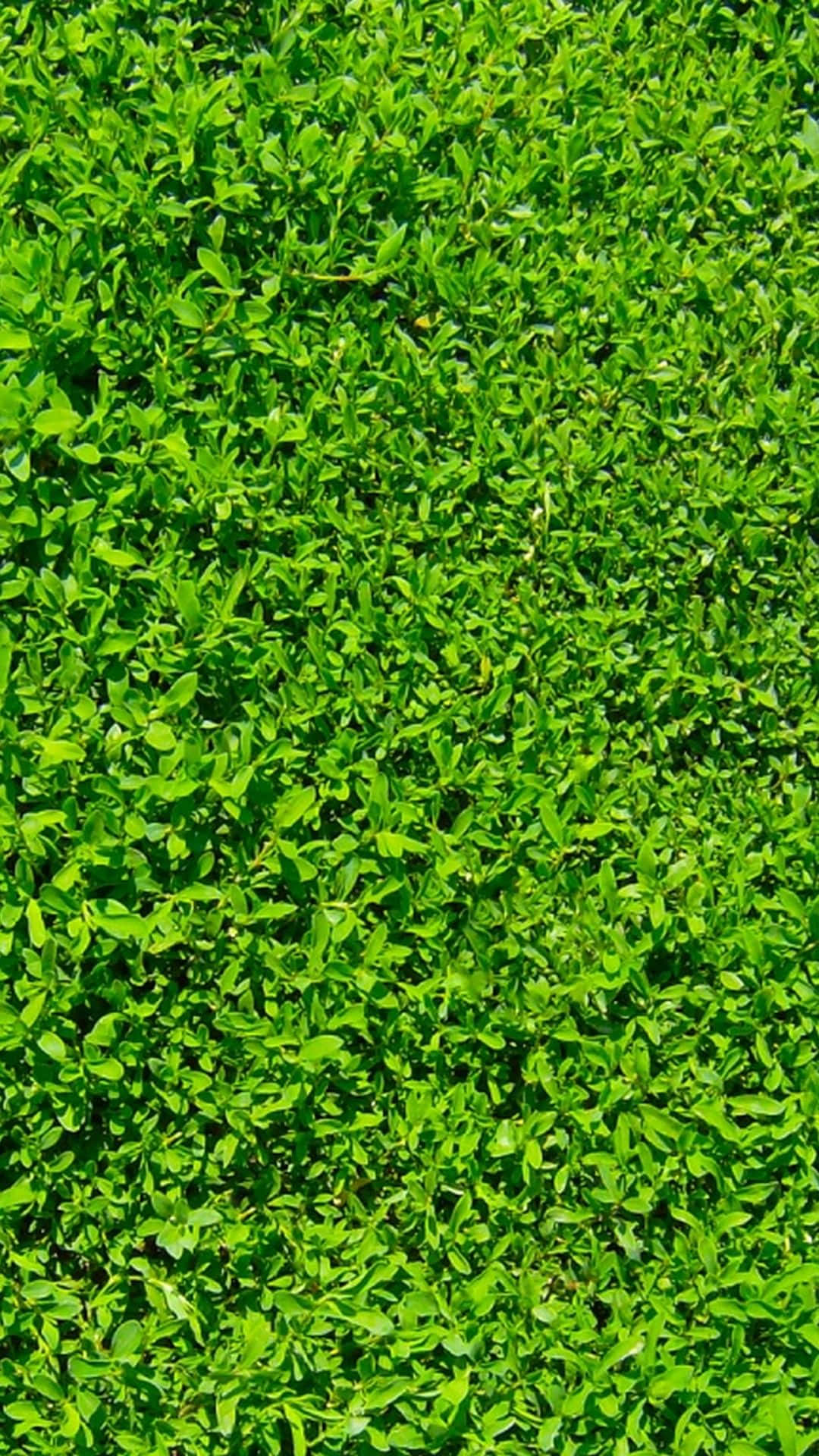 Grass iPhone Wallpapers - Wallpaper Cave