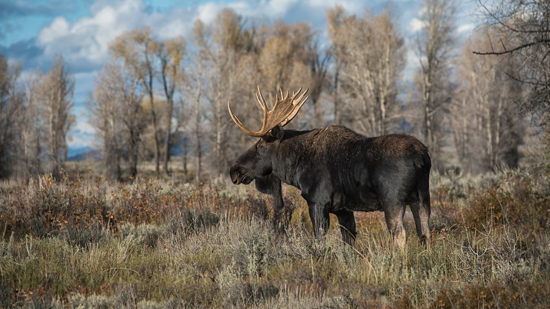 Moose Computer Wallpapers - Wallpaper Cave