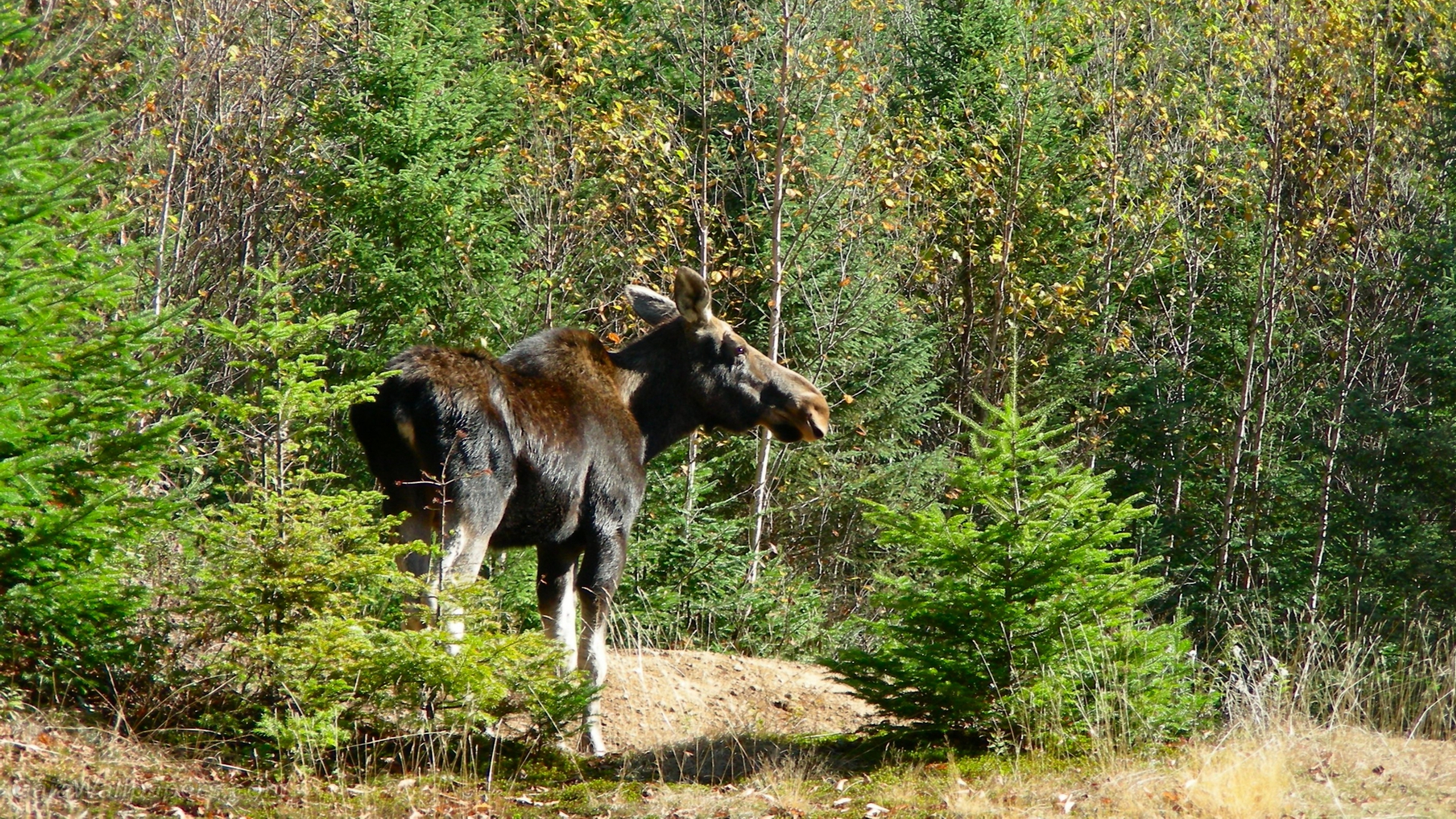 Moose Computer Wallpapers - Wallpaper Cave