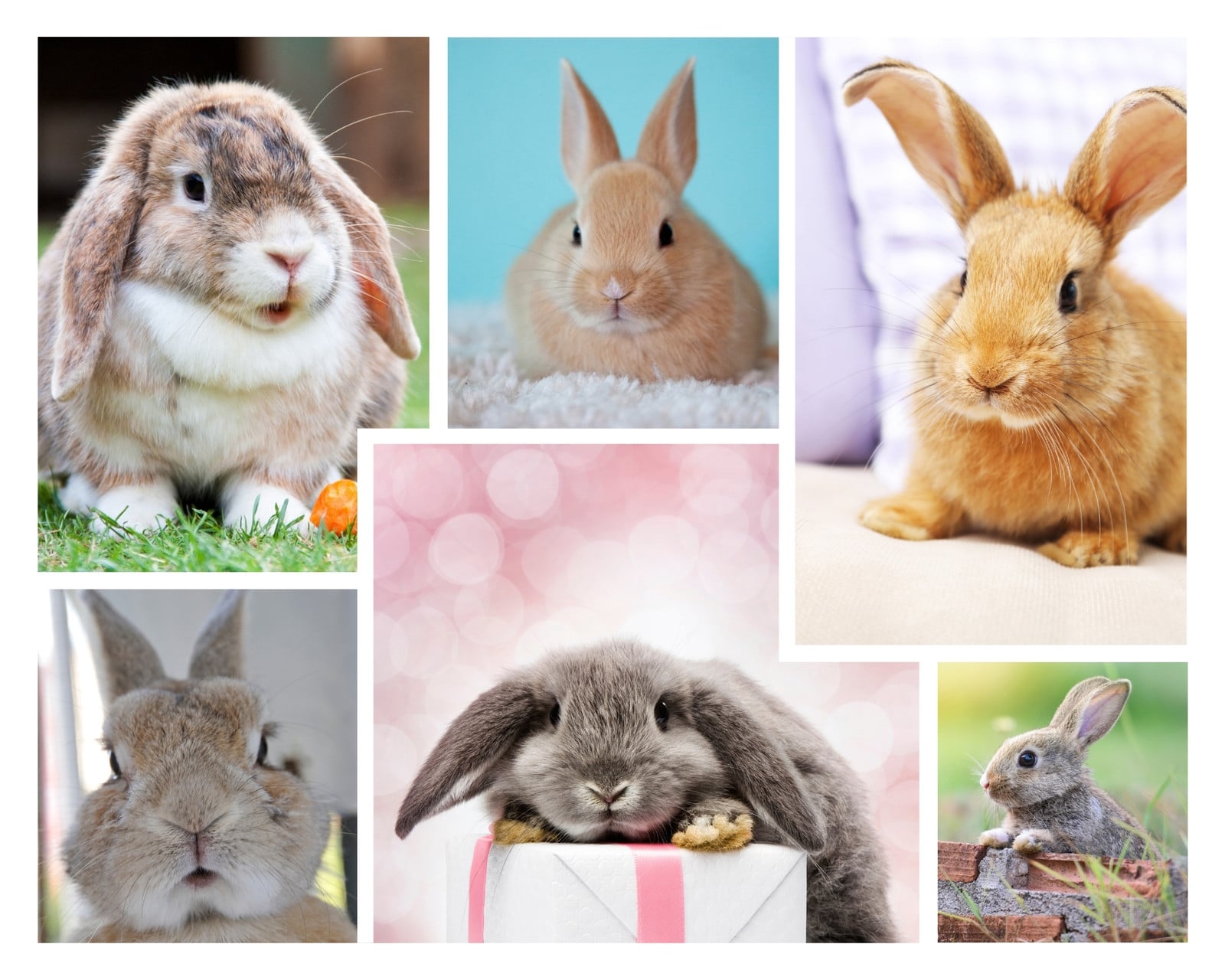 Bunny Collage Wallpapers - Wallpaper Cave