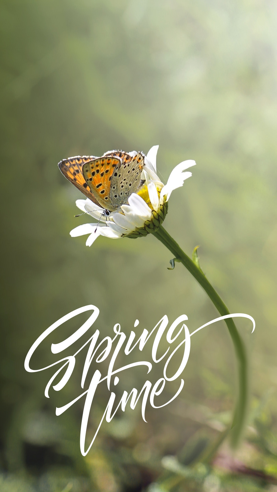 Spring Time Phone Wallpapers - Wallpaper Cave