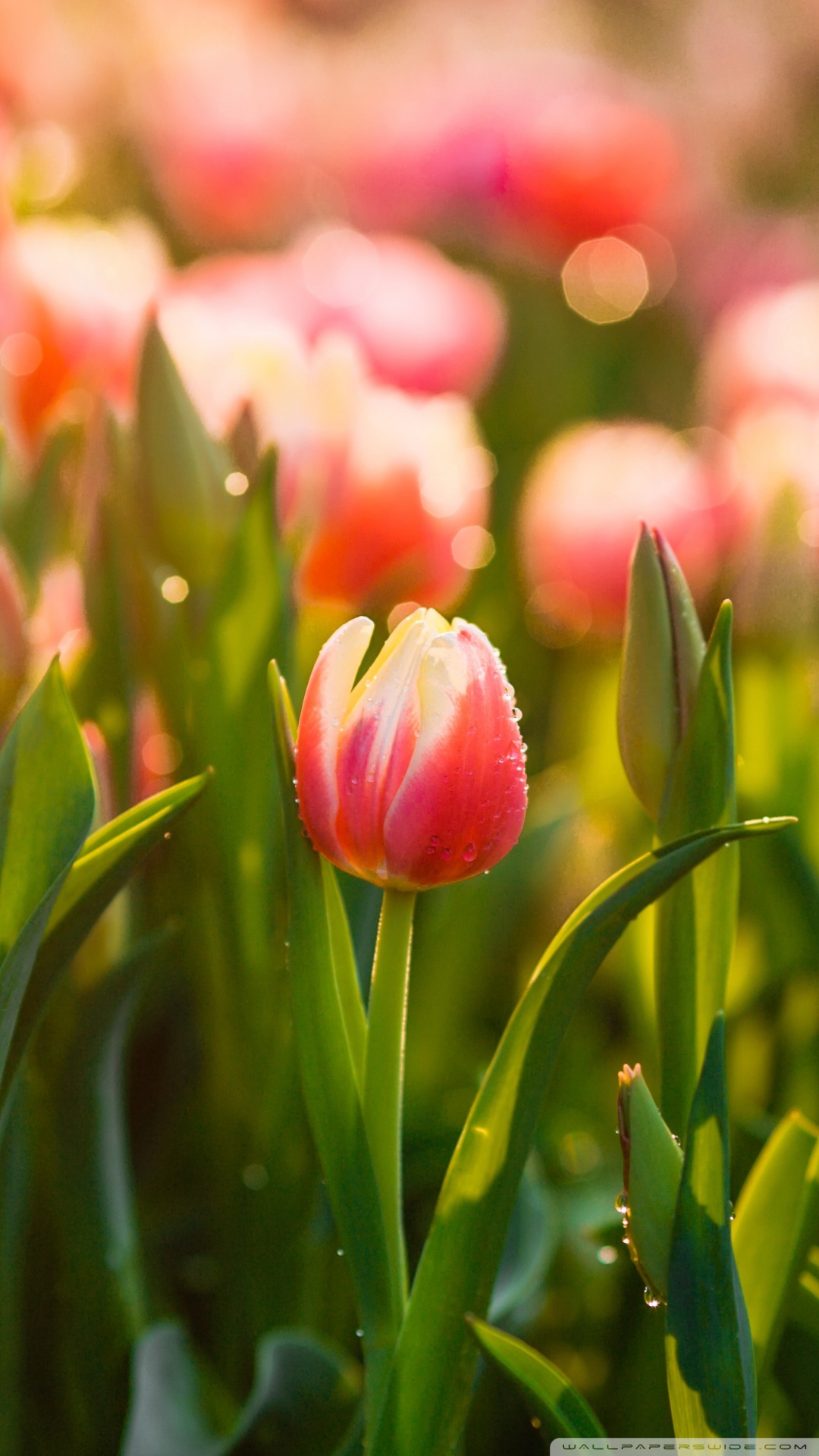 Spring Time Phone Wallpapers - Wallpaper Cave