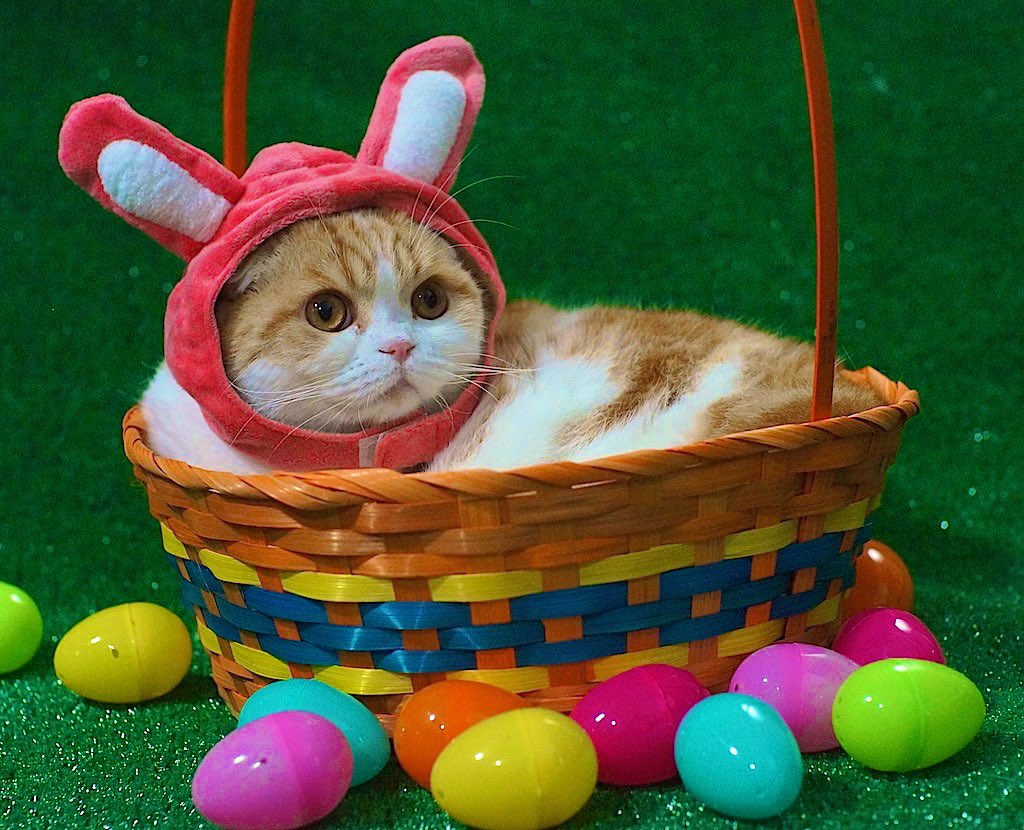Happy Easter Cat Wallpapers - Wallpaper Cave