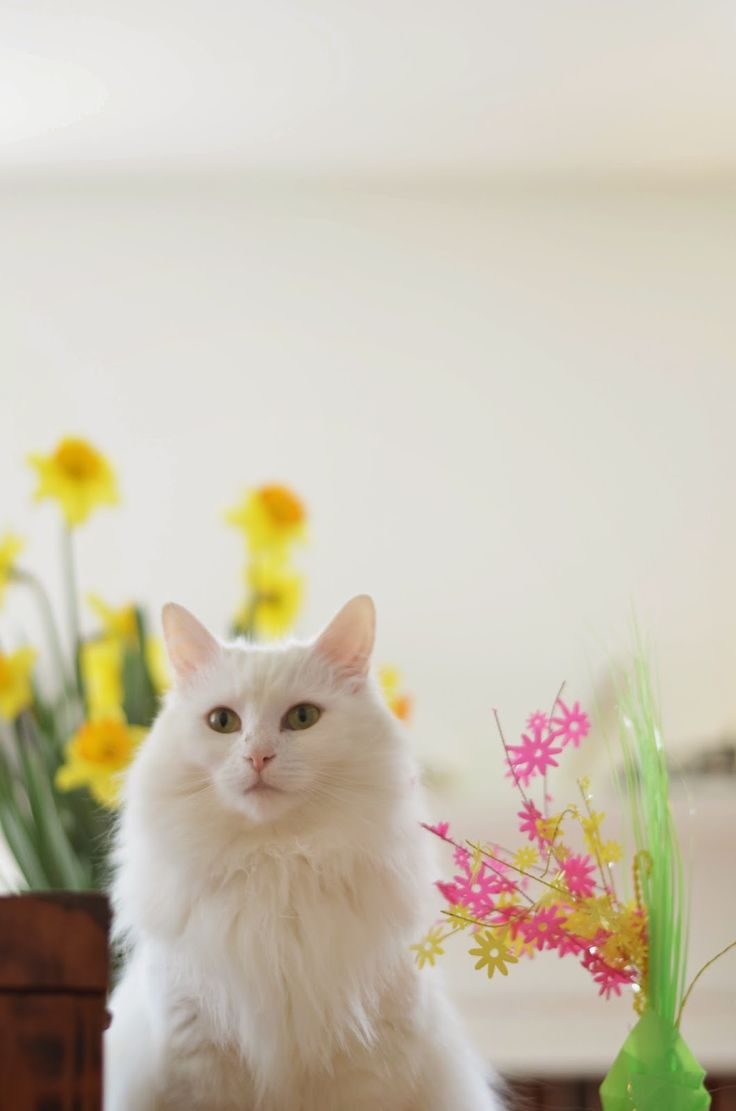 Happy Easter Cat Wallpapers - Wallpaper Cave
