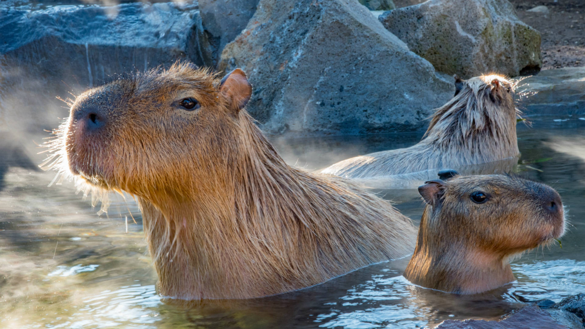 Cool Capybara Wallpapers - Wallpaper Cave