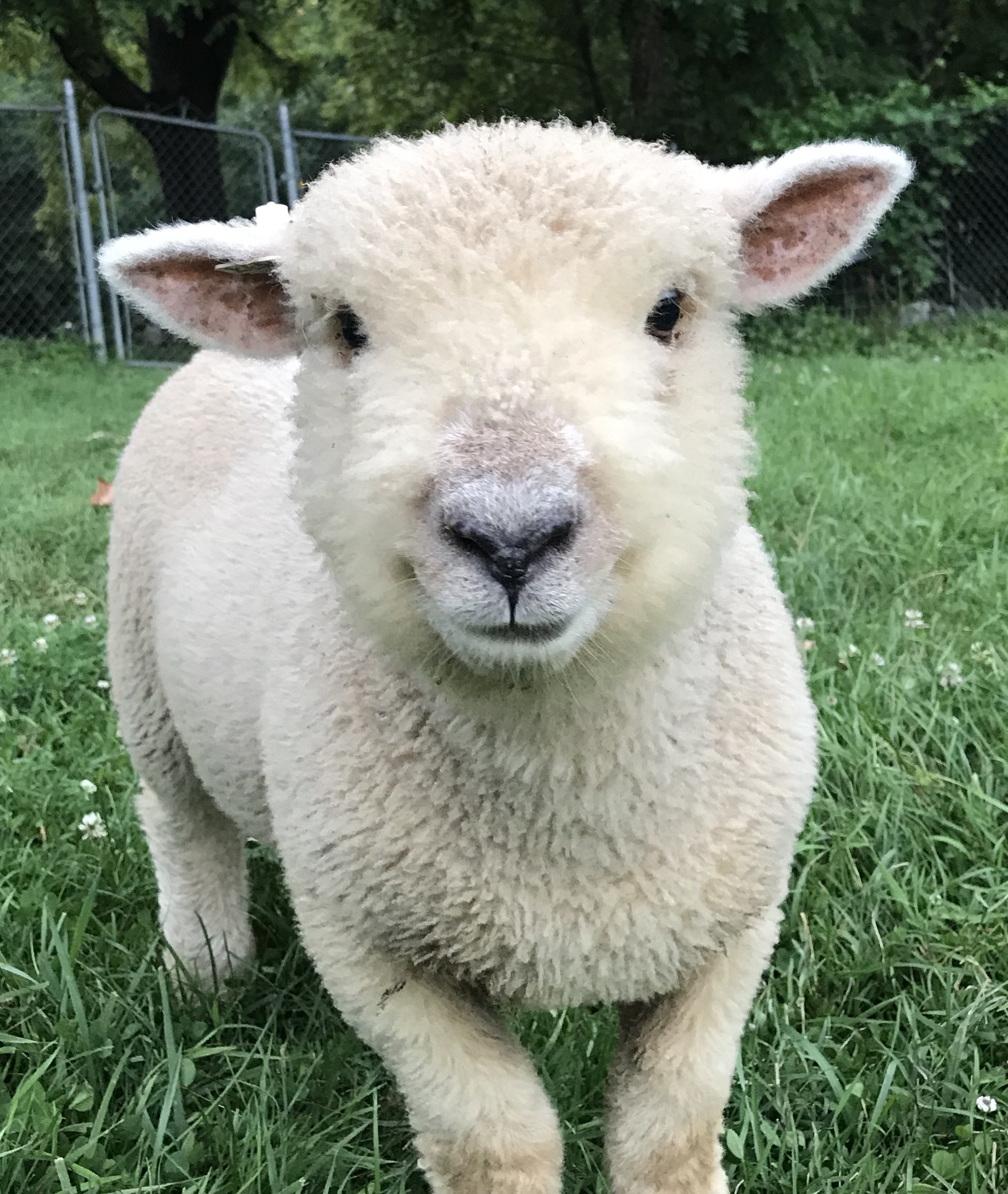 Southdown Sheep Wallpapers - Wallpaper Cave