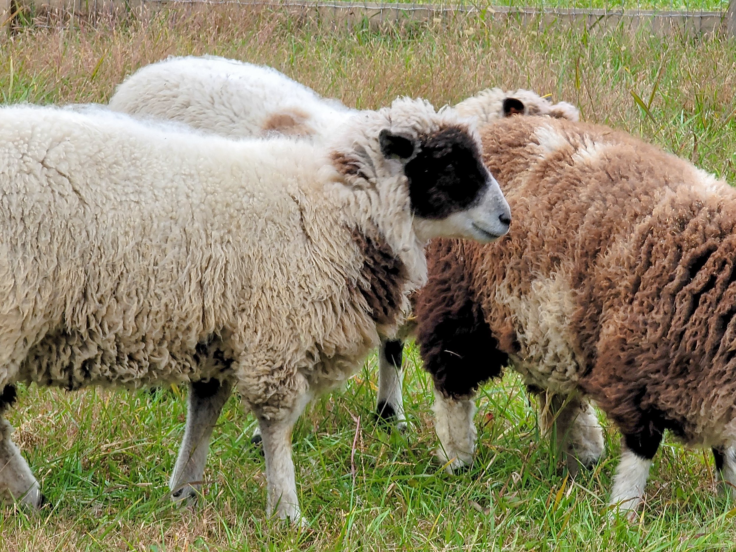 Southdown Sheep Wallpapers - Wallpaper Cave