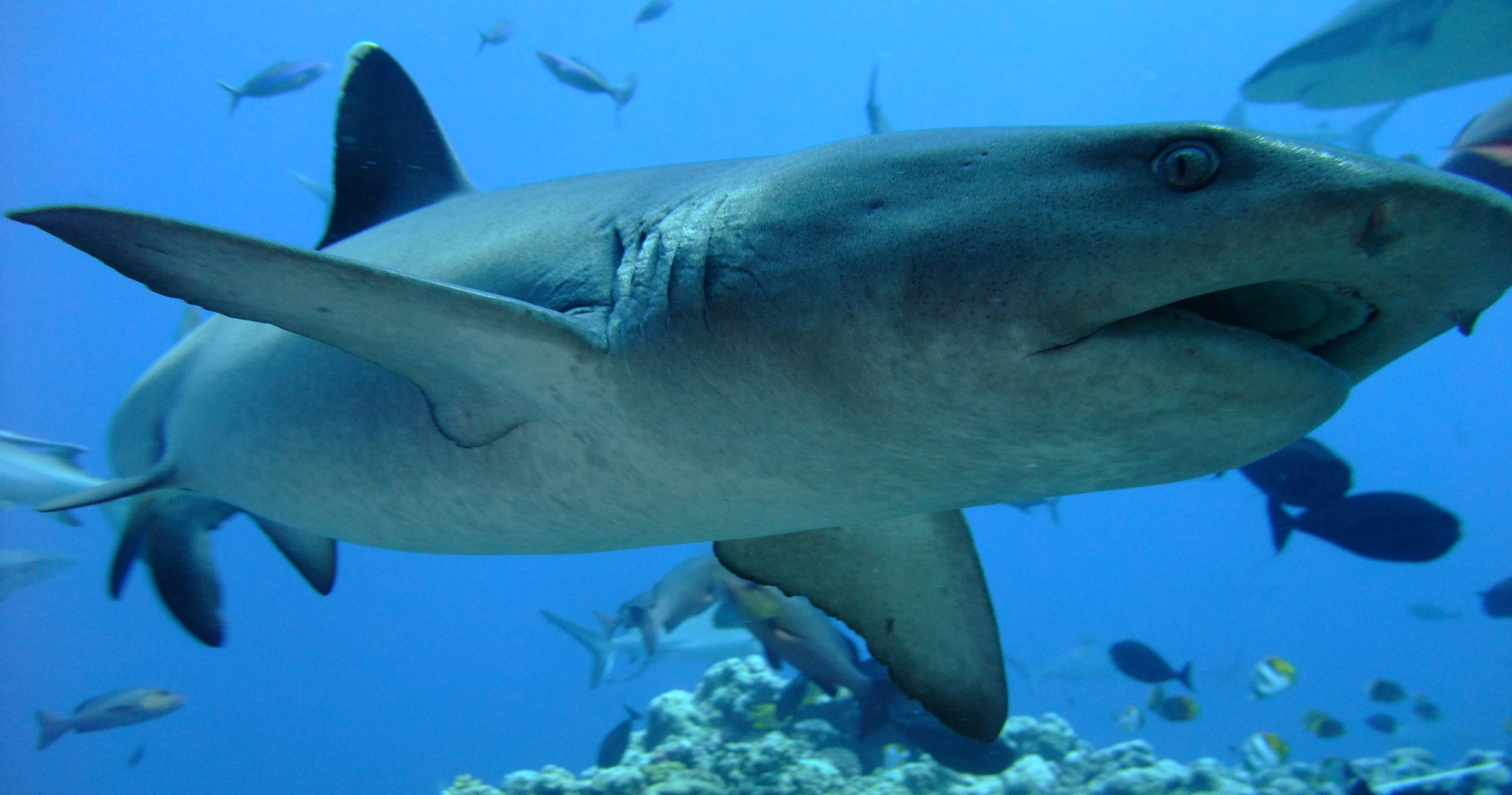 Reef Shark Picture Desktop