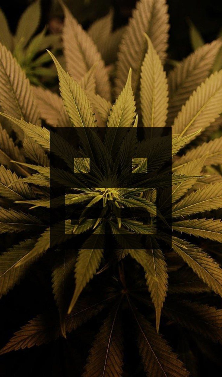 Weed 4k Phone Wallpapers - Wallpaper Cave