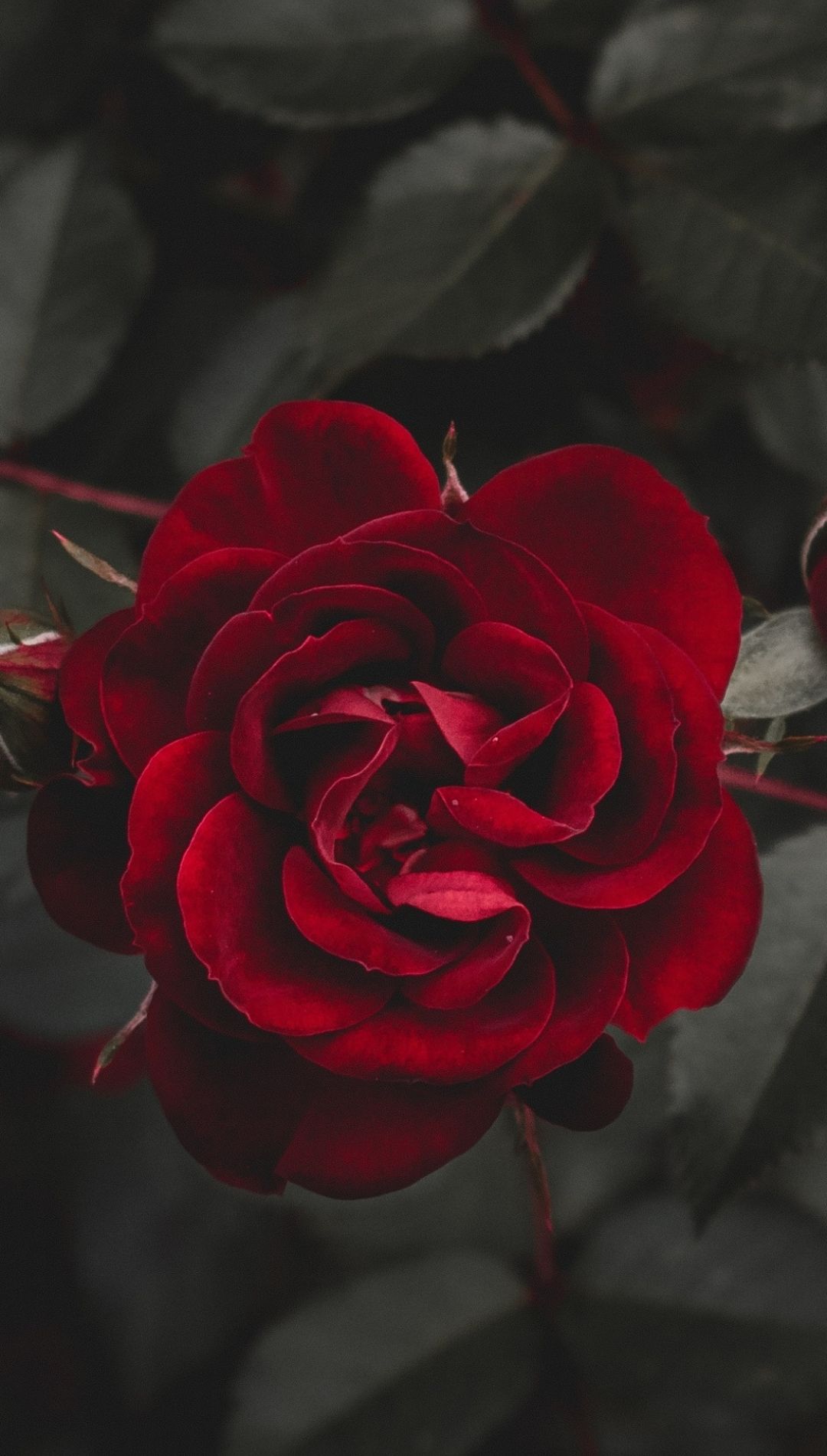 Red Rose iPhone Wallpapers - Wallpaper Cave
