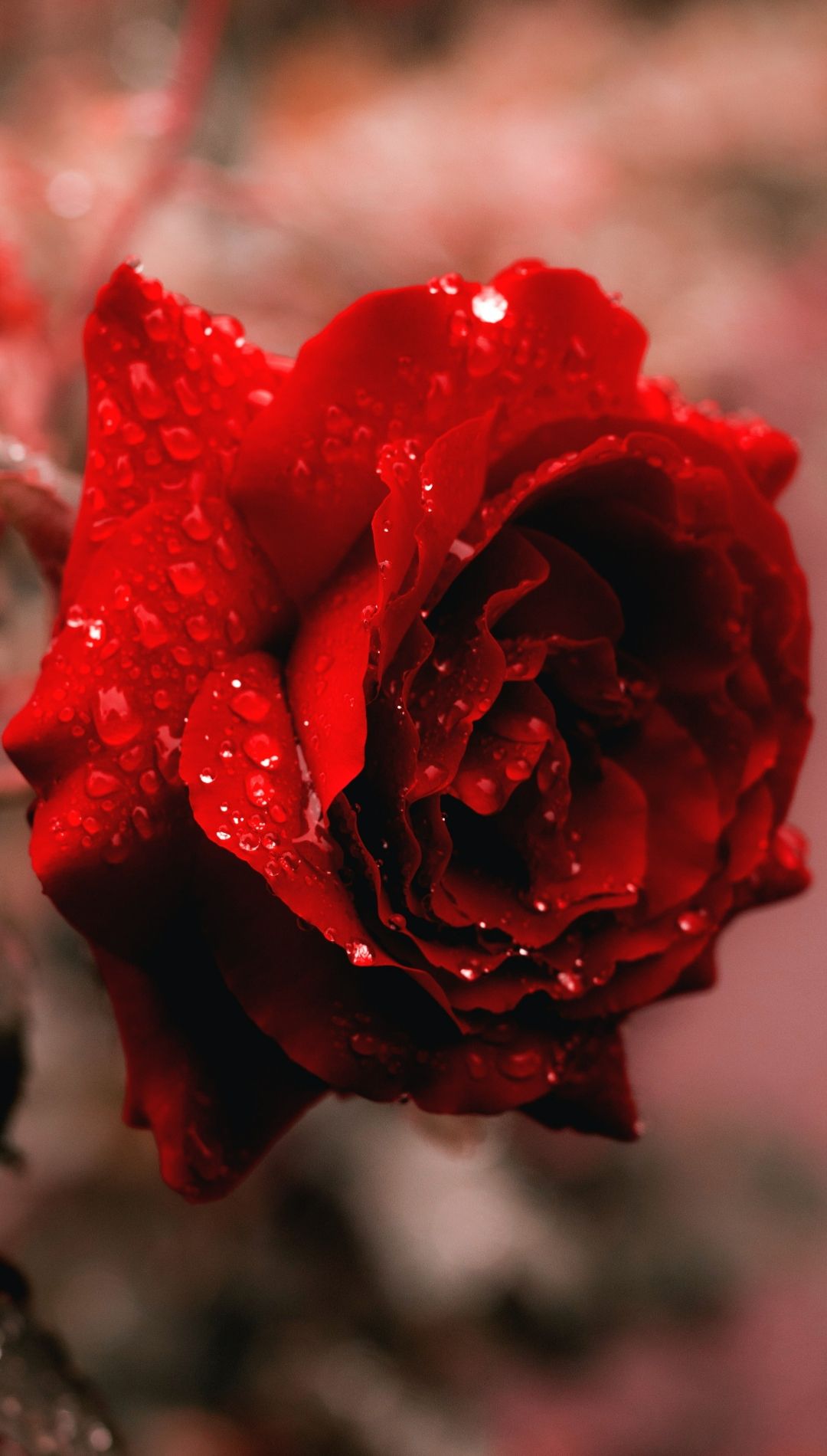 Red Rose iPhone Wallpapers - Wallpaper Cave