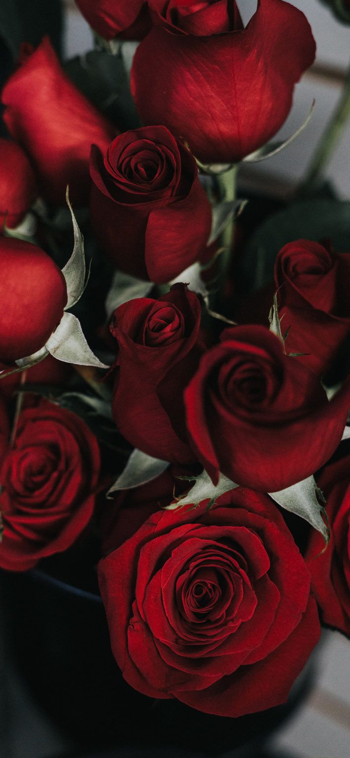 Red Rose iPhone Wallpapers - Wallpaper Cave