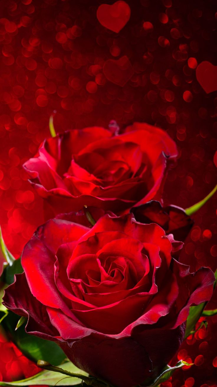 Red Rose iPhone Wallpapers - Wallpaper Cave