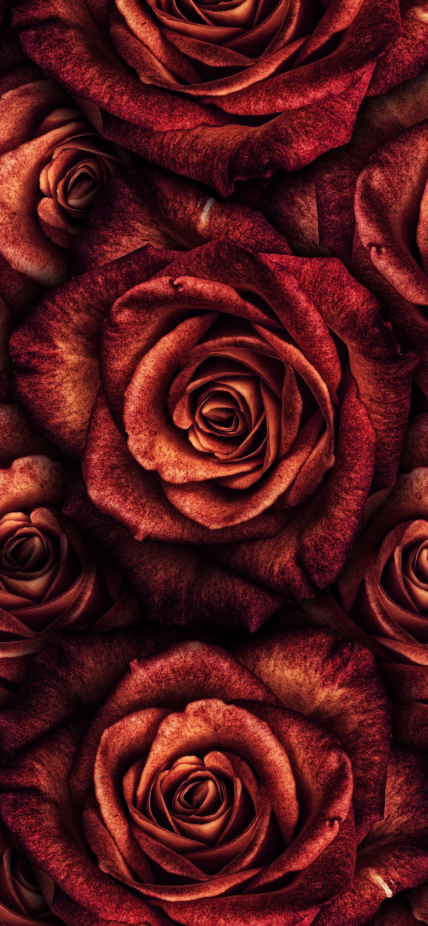 Red Rose iPhone Wallpapers - Wallpaper Cave