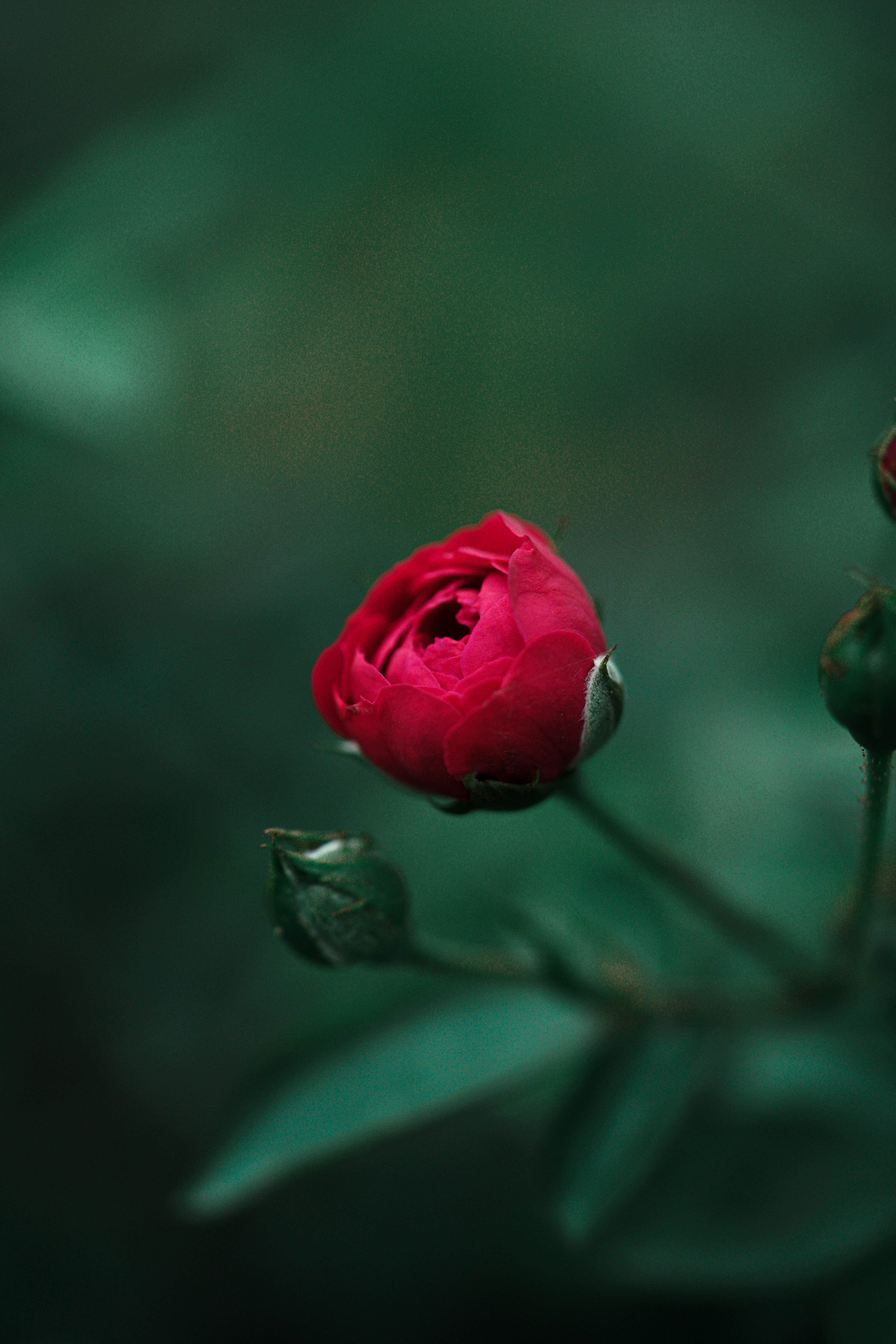 Red Rose iPhone Wallpapers - Wallpaper Cave