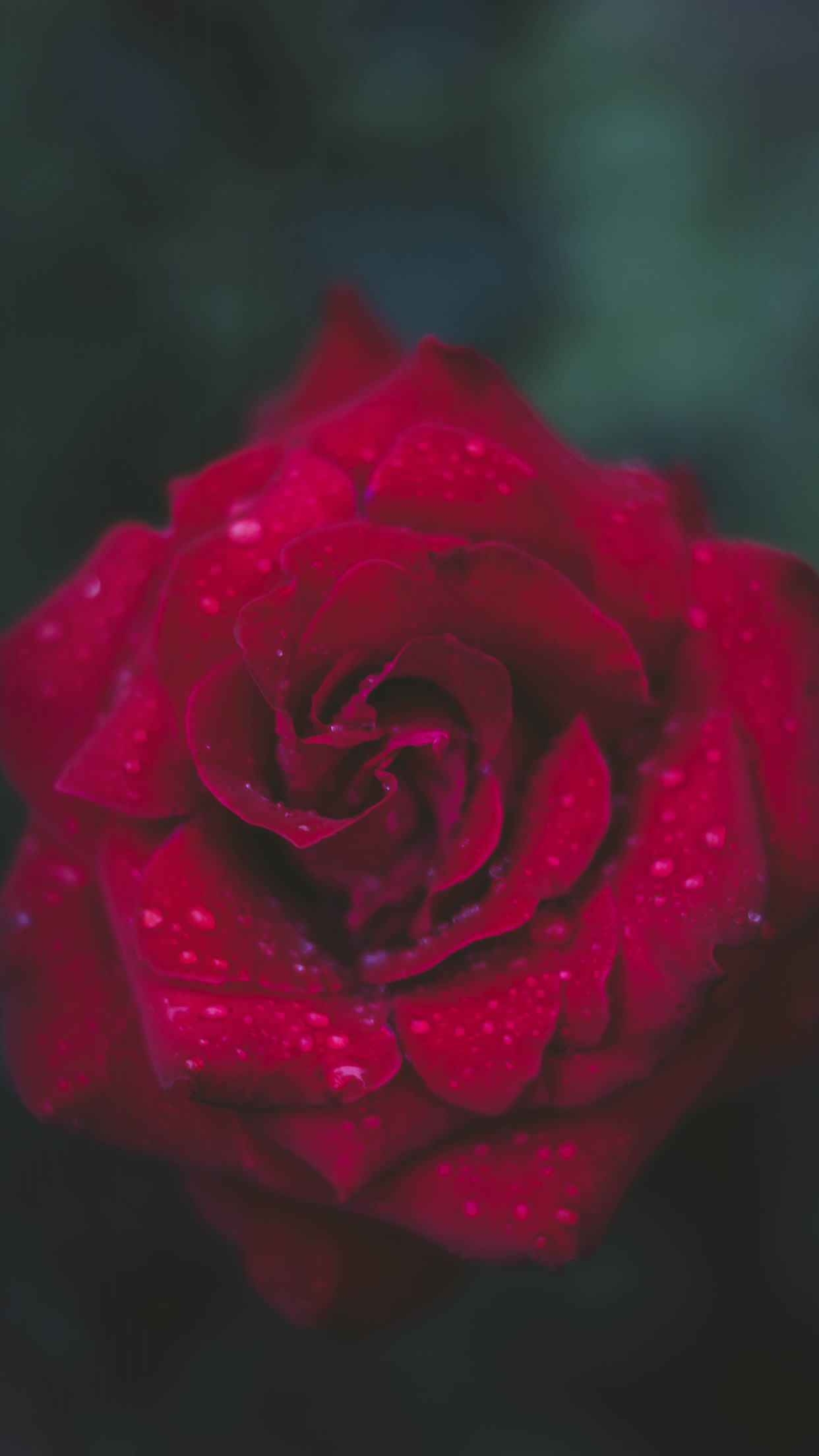 Red Rose iPhone Wallpapers - Wallpaper Cave