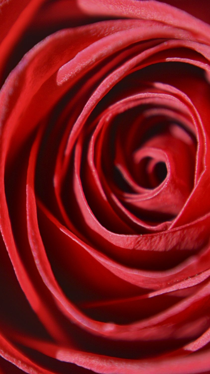 Red Rose iPhone Wallpapers - Wallpaper Cave