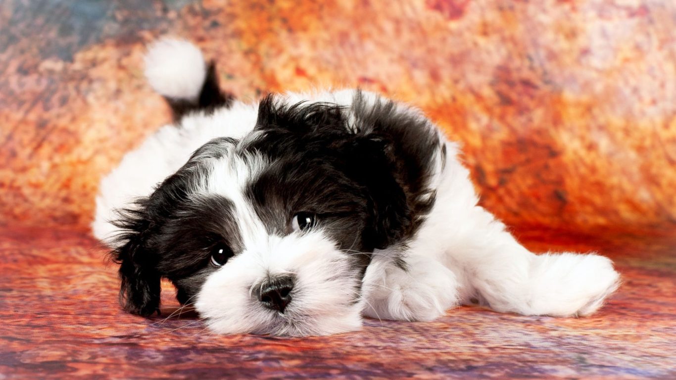 Cotons Wallpapers - Wallpaper Cave