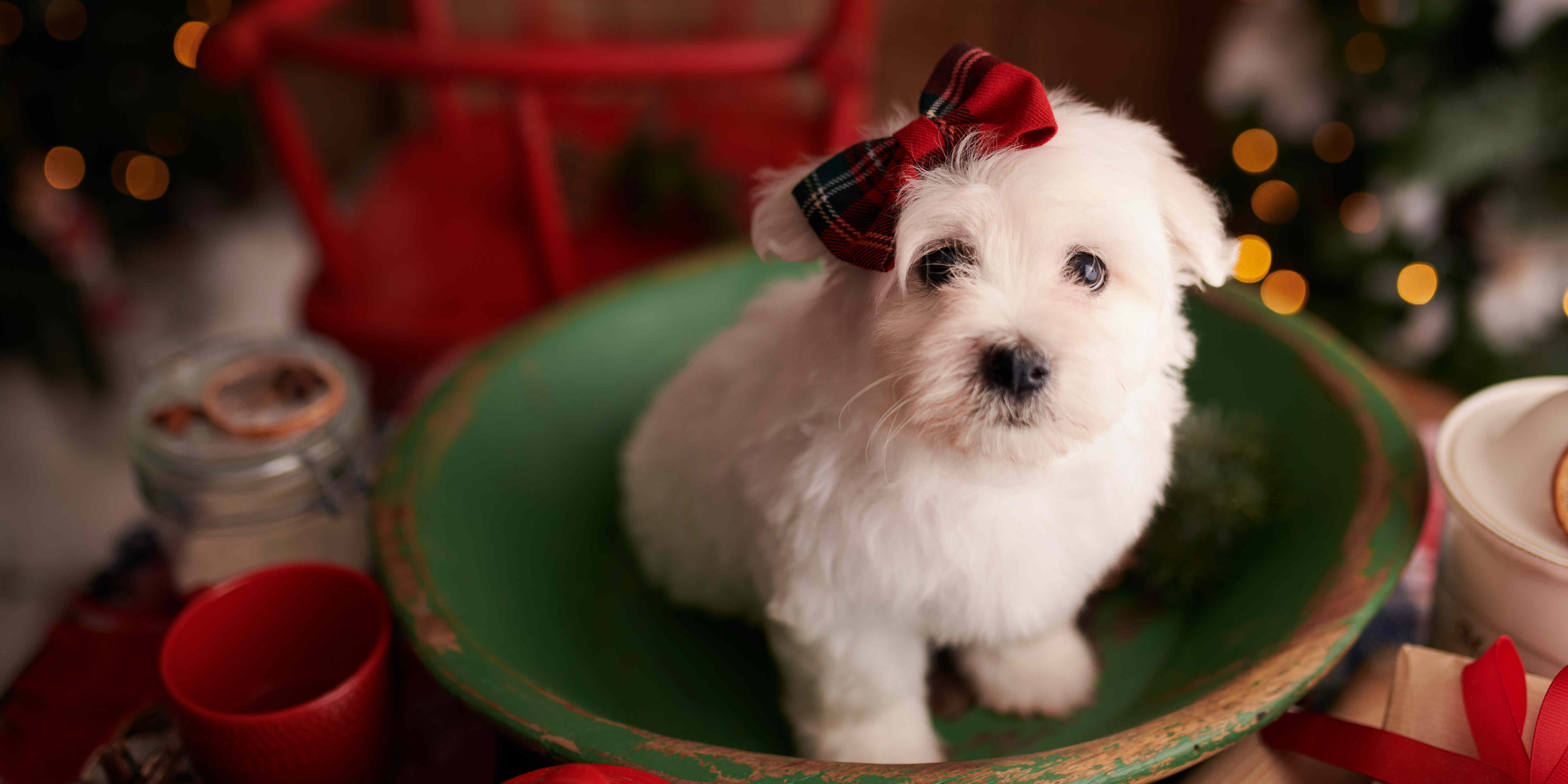 Cotons Wallpapers - Wallpaper Cave