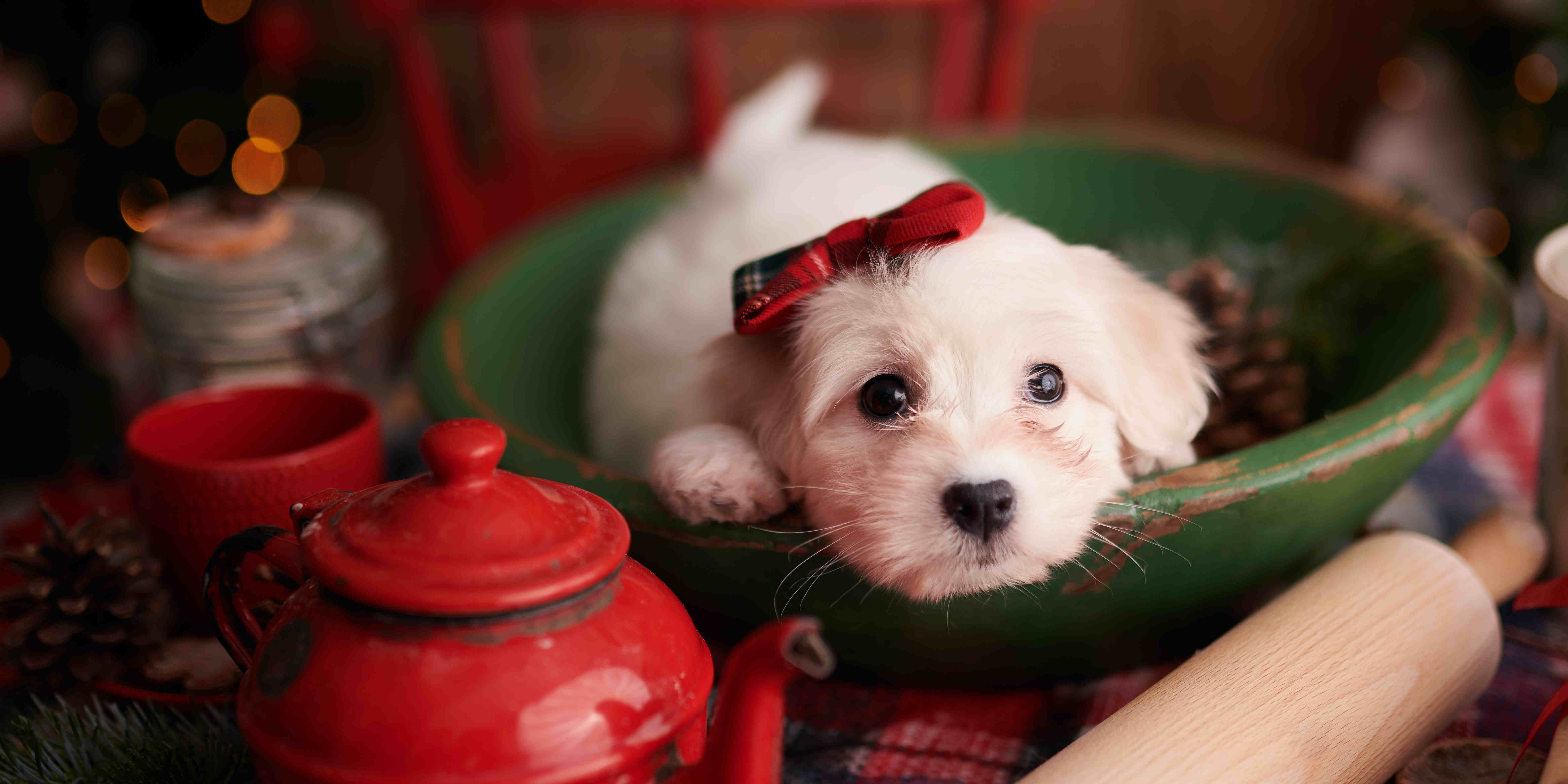 Cotons Wallpapers - Wallpaper Cave