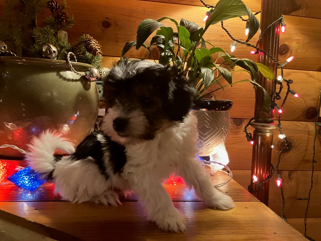 Cotons Wallpapers - Wallpaper Cave