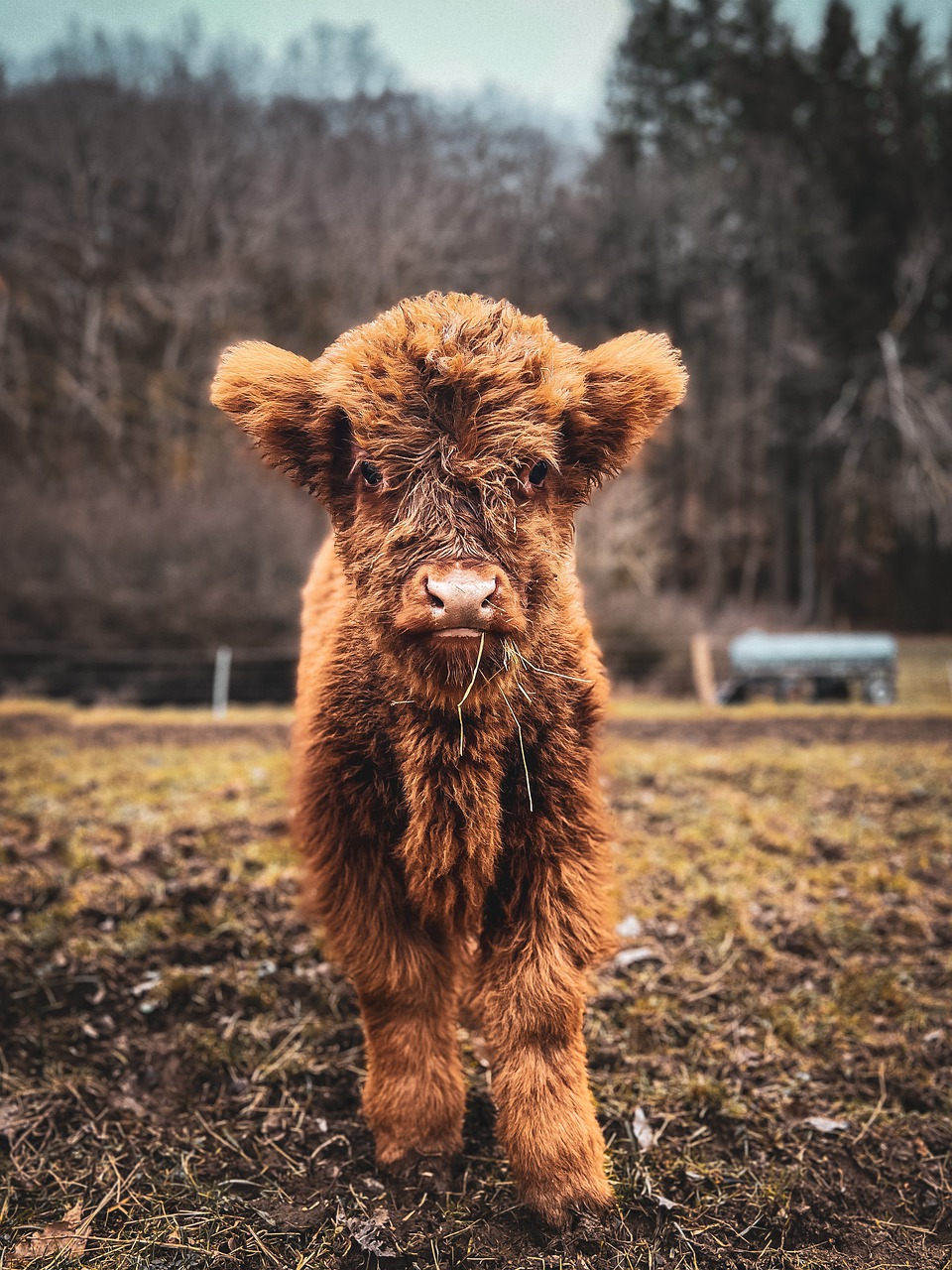 Cute Baby Cow Wallpapers - Wallpaper Cave