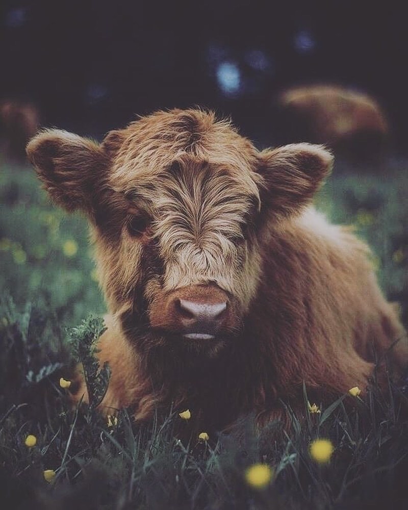 Cute Baby Cow Wallpapers - Wallpaper Cave