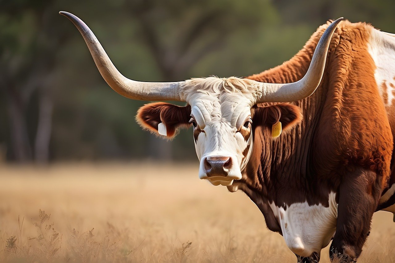Baby Longhorn Wallpapers - Wallpaper Cave