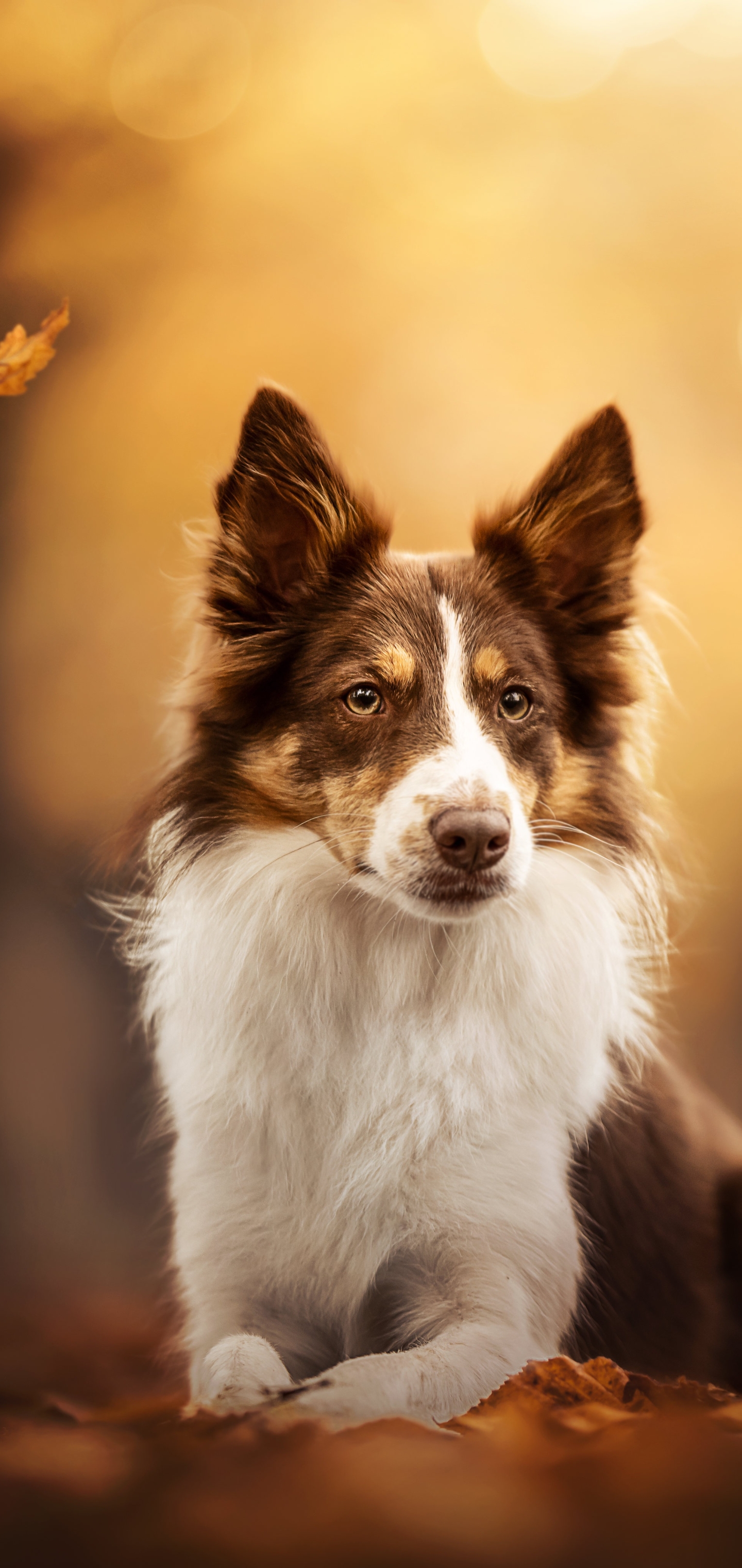 Wallpapers Border Collie Page 3 | HD Border Collies Wallpapers