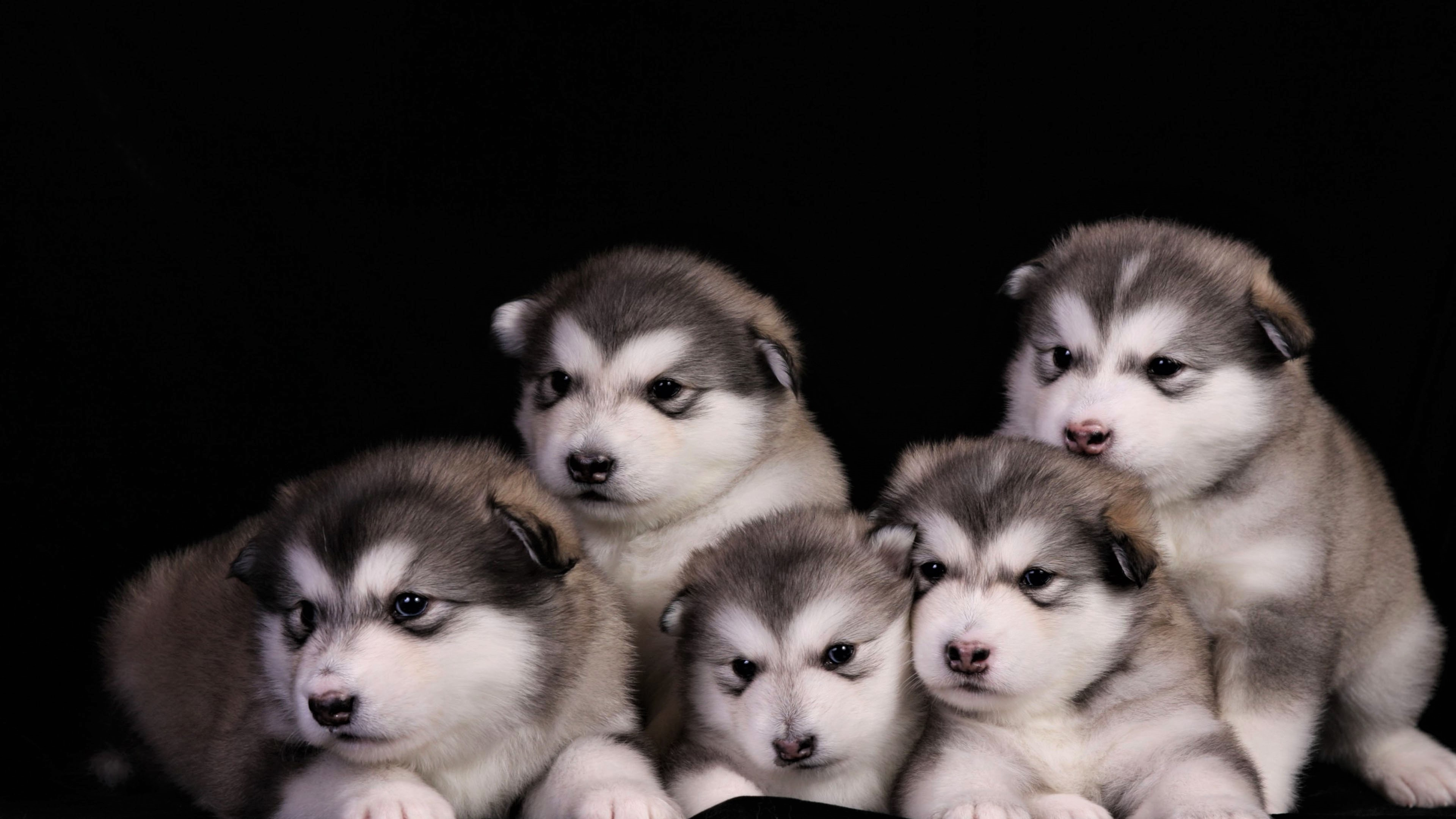 4k Puppies Wallpapers - Wallpaper Cave
